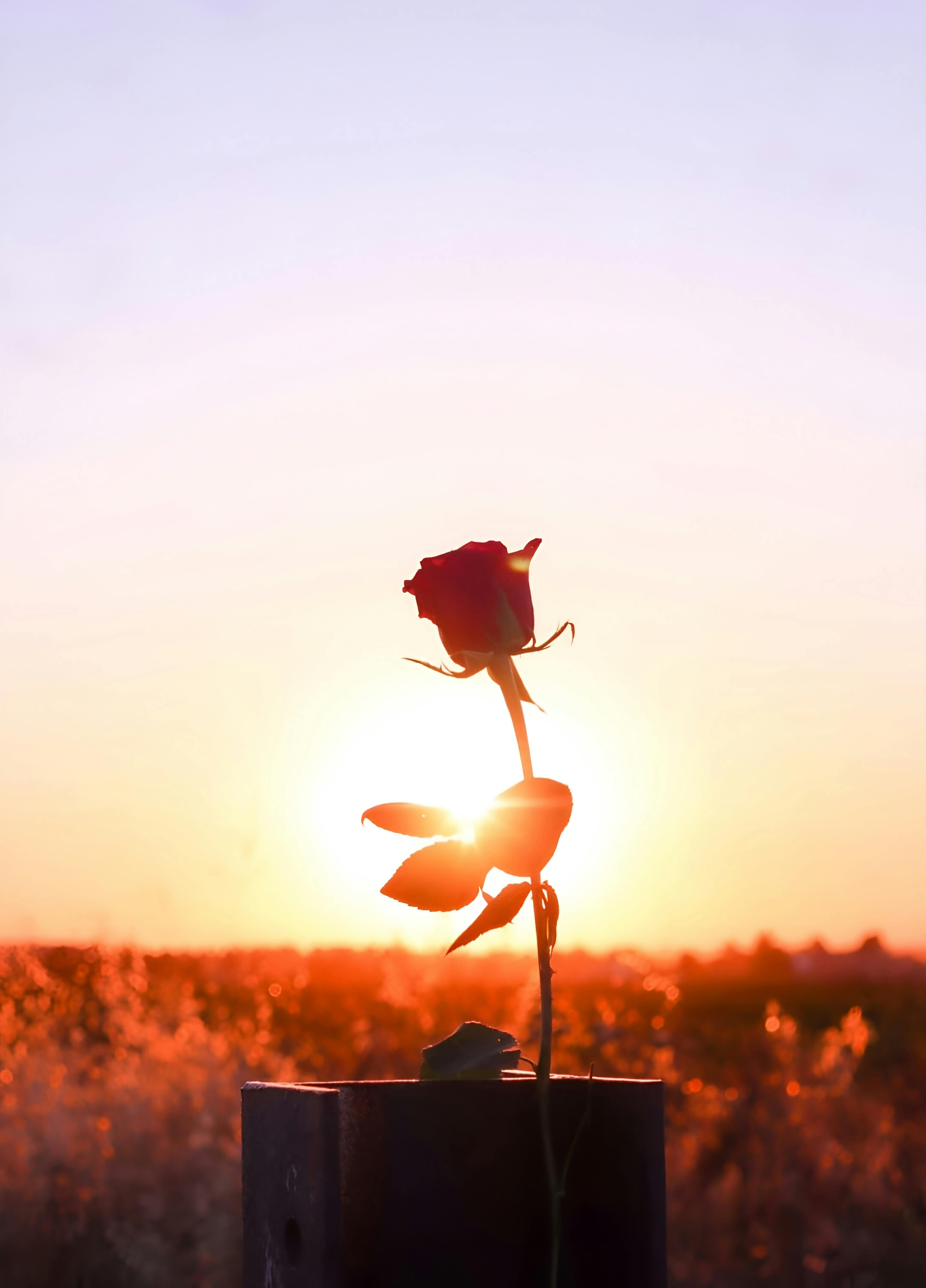 Rose Sunset Photos, Download The BEST Free Rose Sunset Stock Photos ...