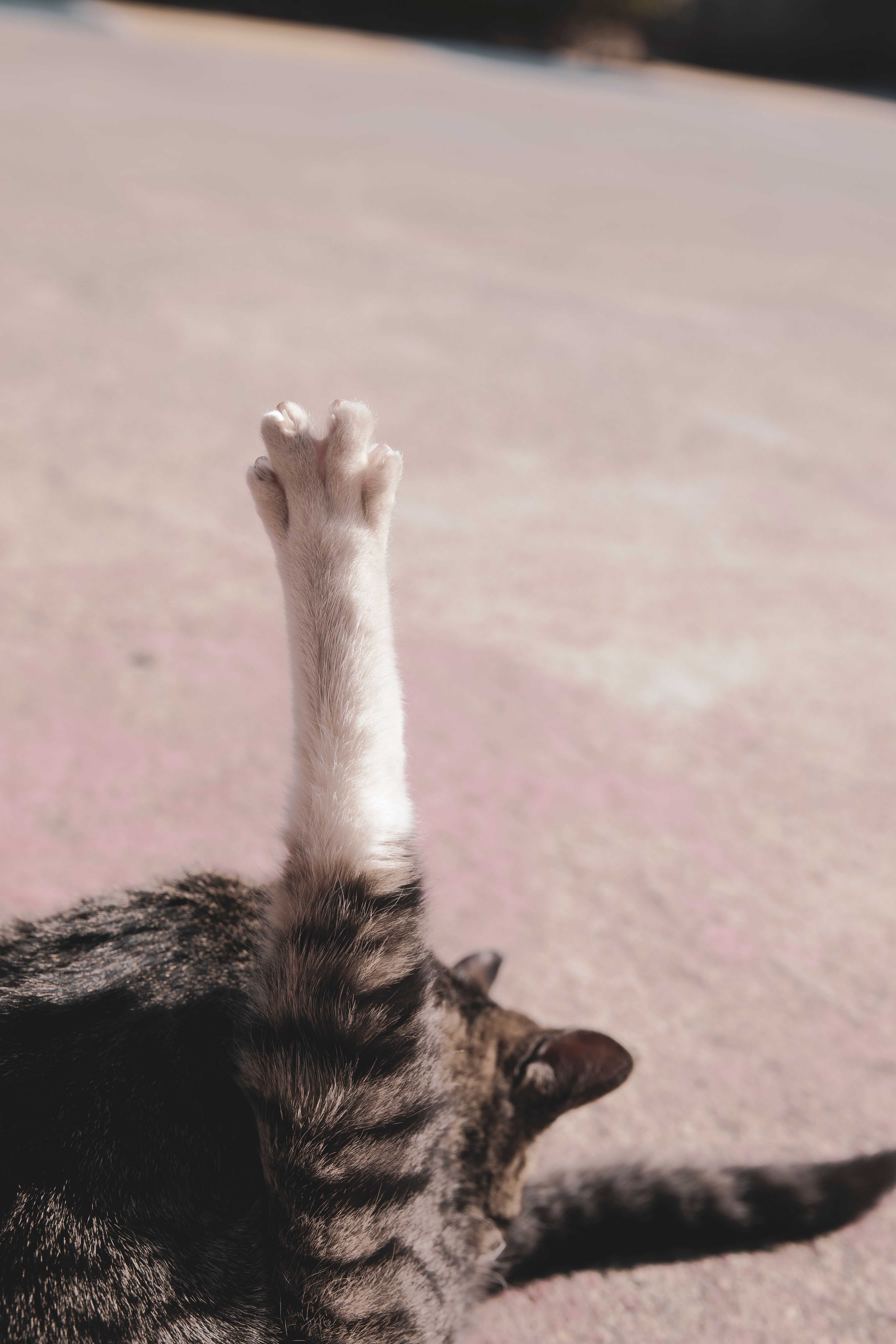 Nagatoro+Cat Photos, Download The BEST Free Nagatoro+Cat Stock Photos ...
