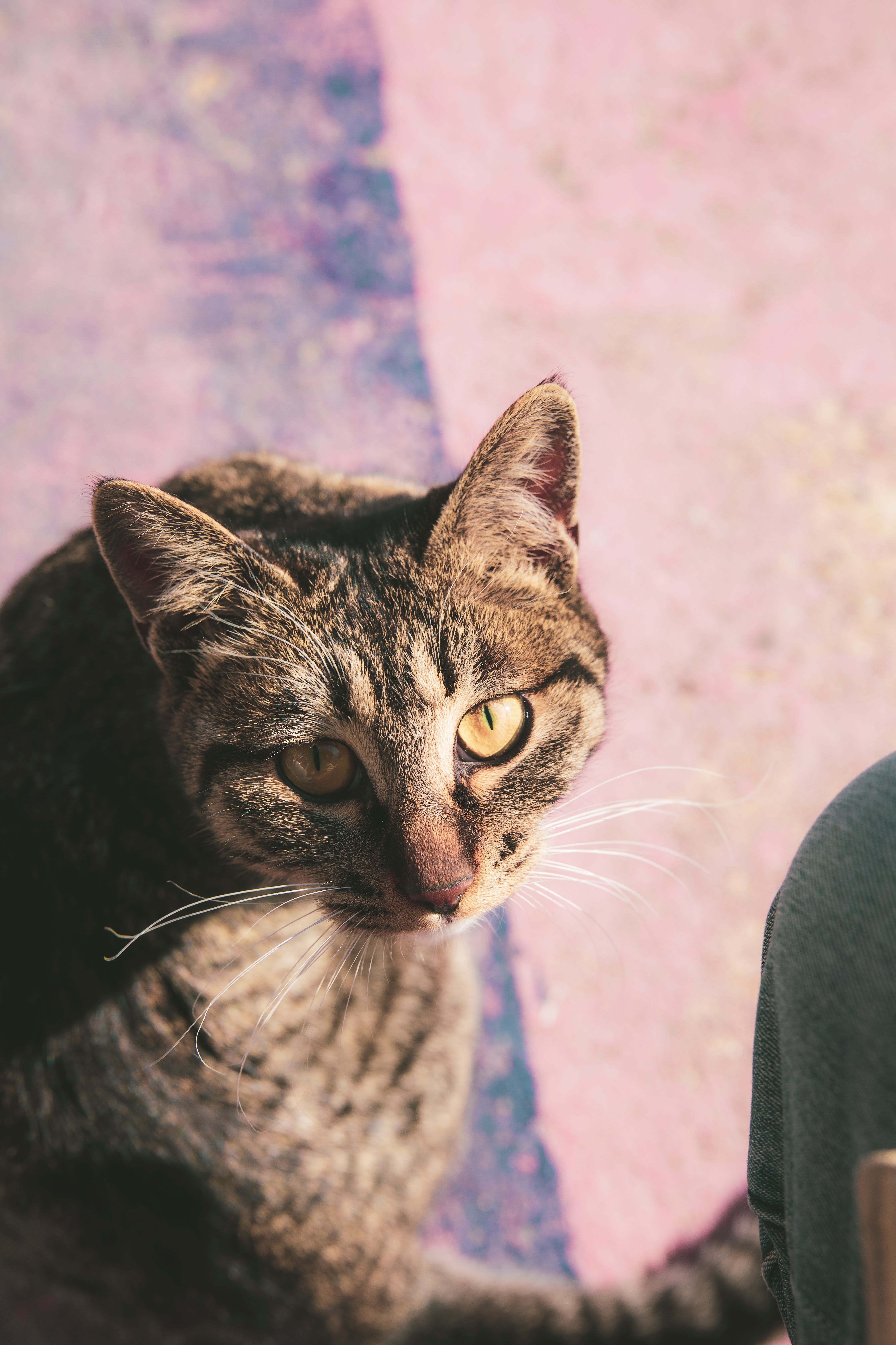 Animal Staring At Each Other Photos, Download The BEST Free Animal ...