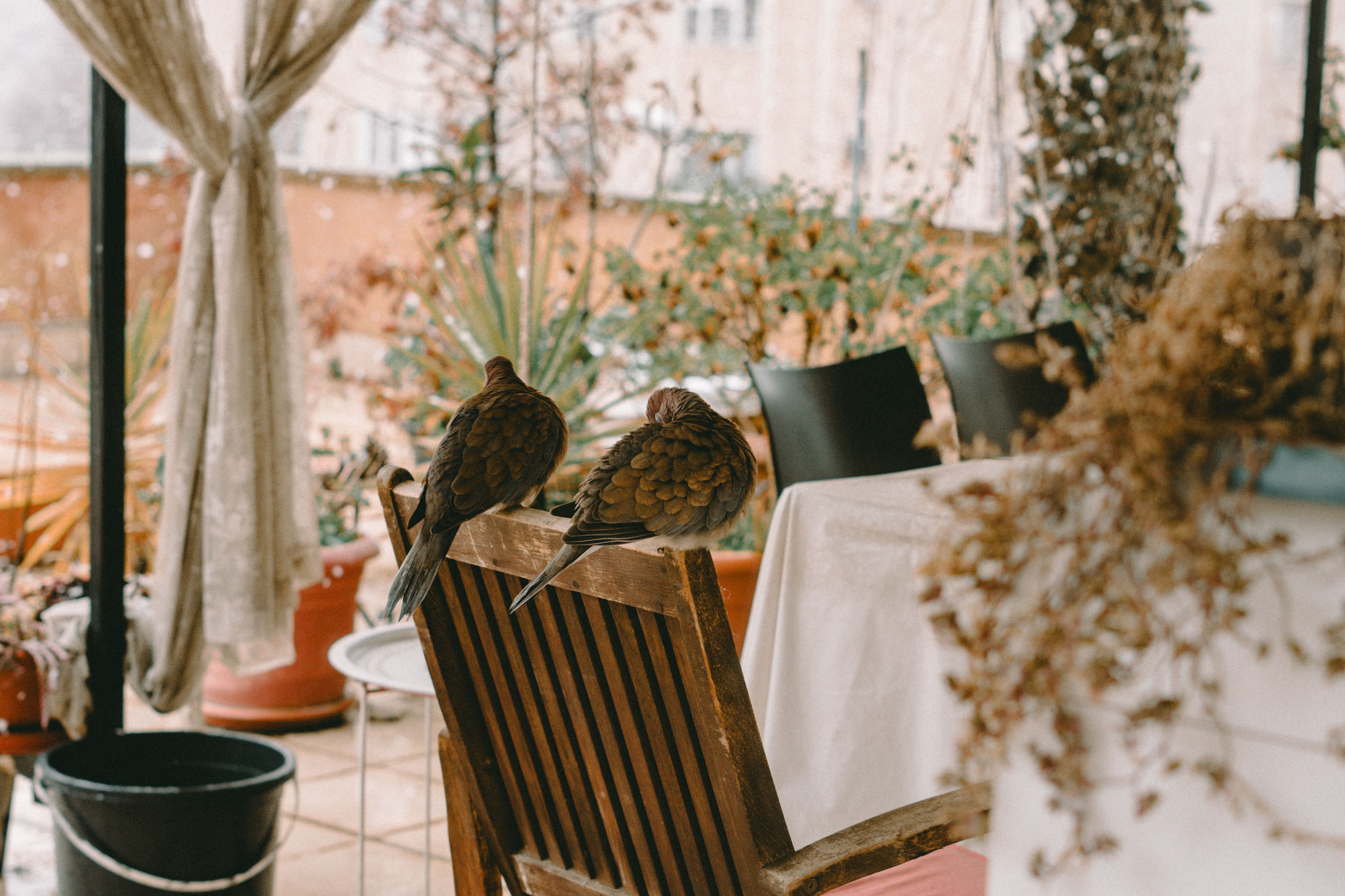 Charming Terrace Scene with Two Pigeons · Free Stock Photo