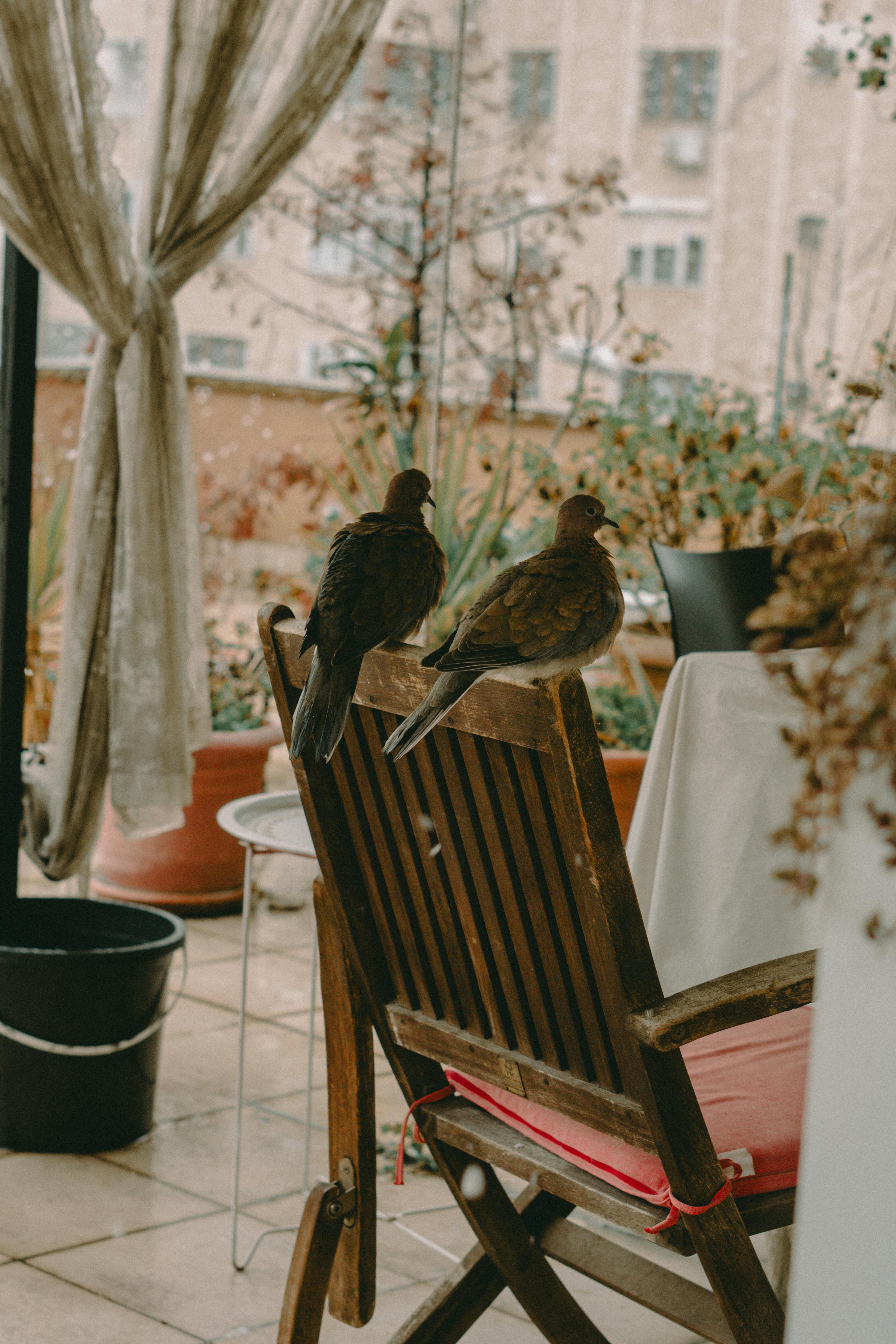 Doves Resting on a Wooden Chair in Cozy Indoor Patio · Free Stock Photo