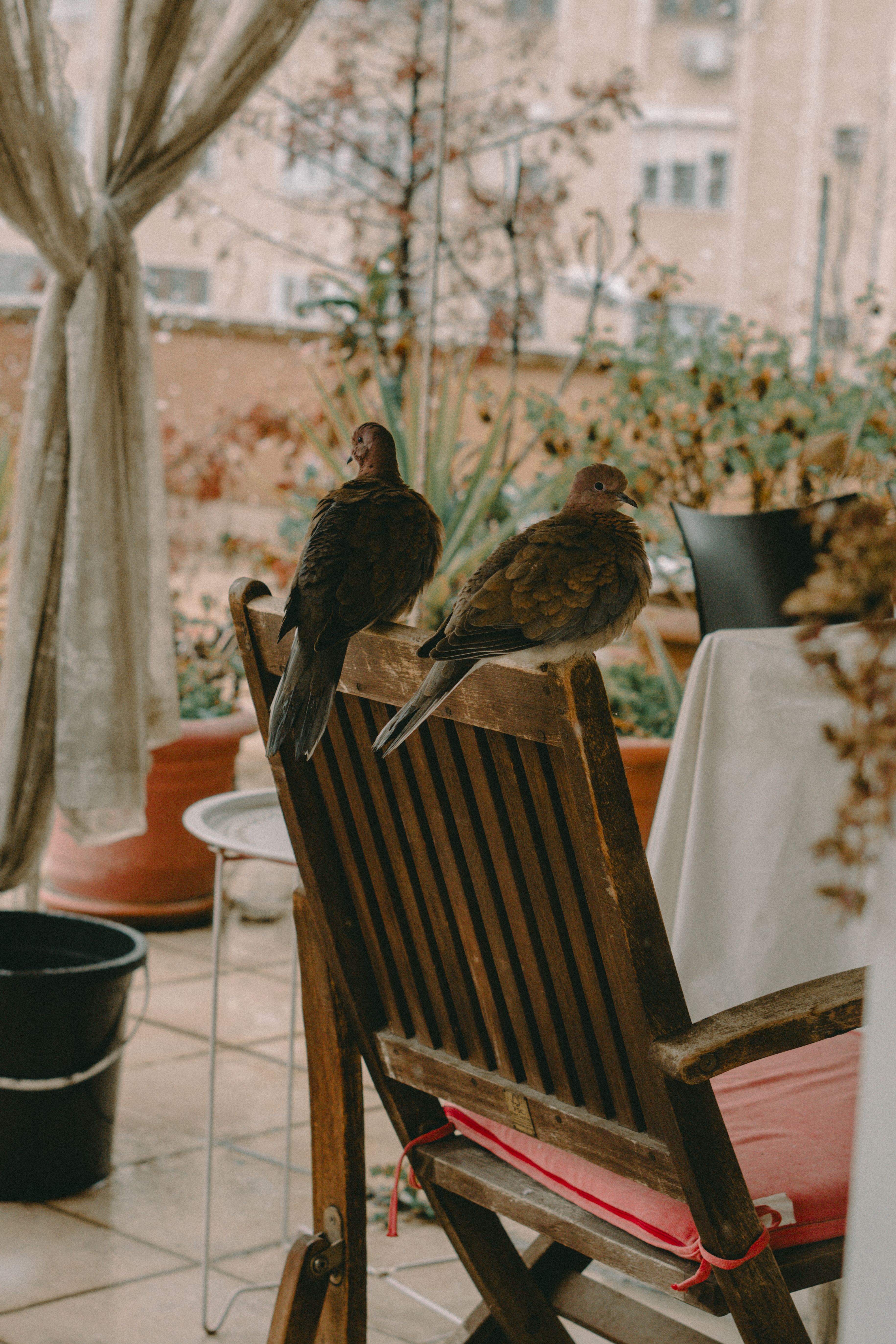 Two Birds Perched on Patio Chair in Rustic Setting · Free Stock Photo
