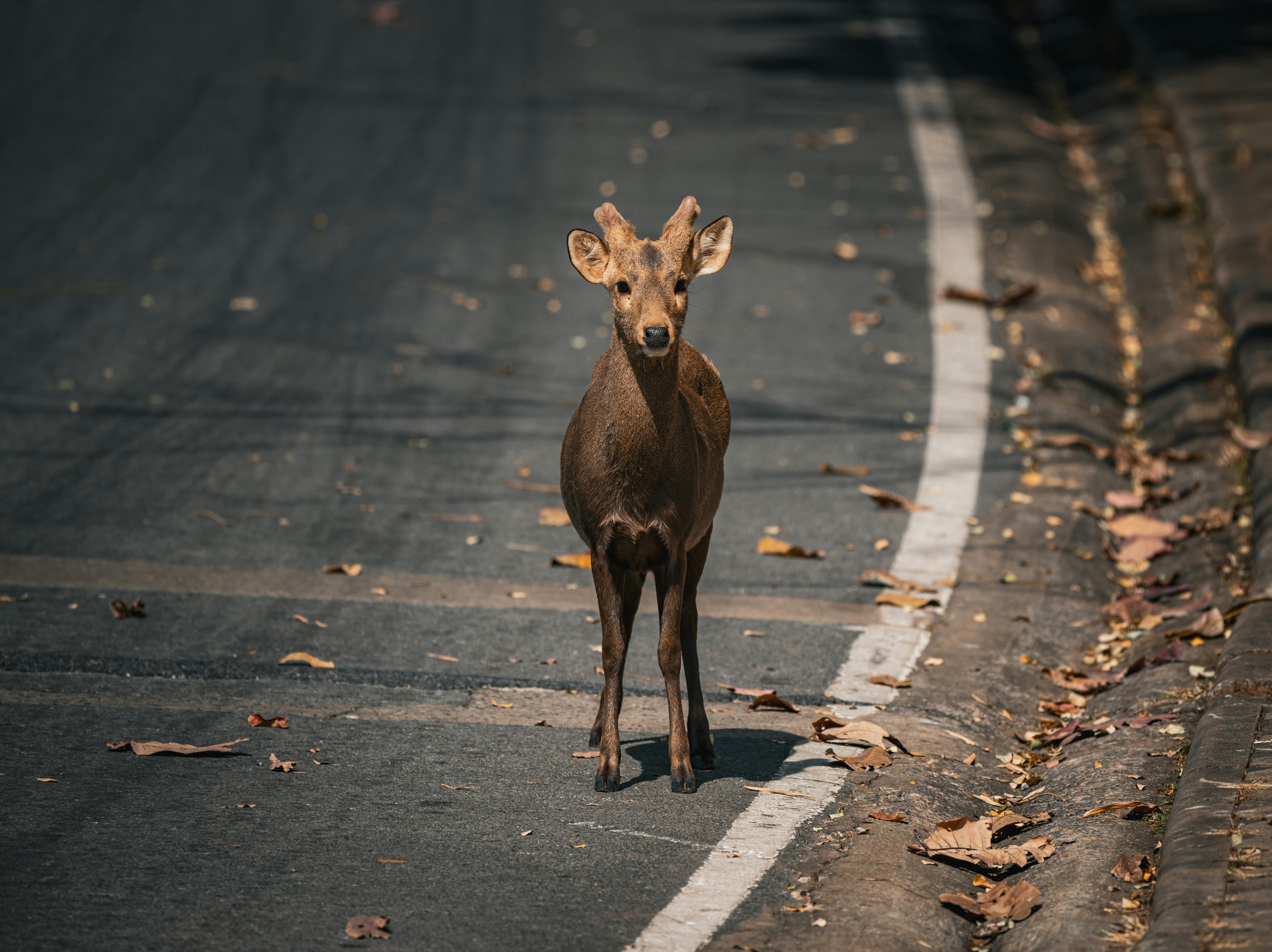 Deer Images Photos, Download The BEST Free Deer Images Stock Photos ...