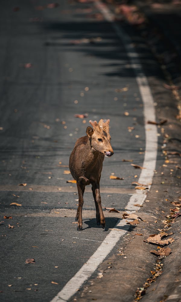 Free Png Photos, Download The BEST Free Free Png Stock Photos & HD Images