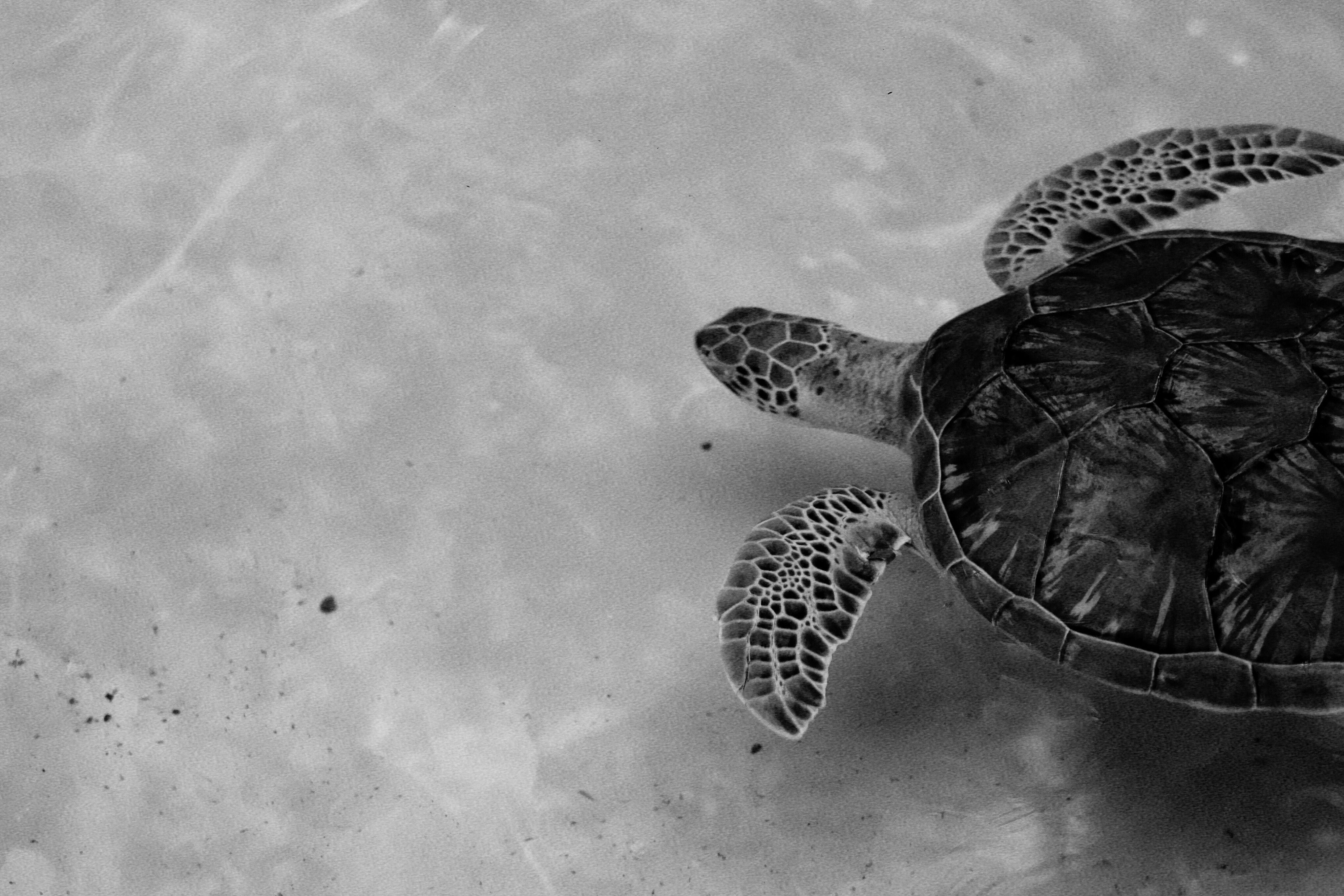 Black and White Sea Turtle in Shallow Water · Free Stock Photo