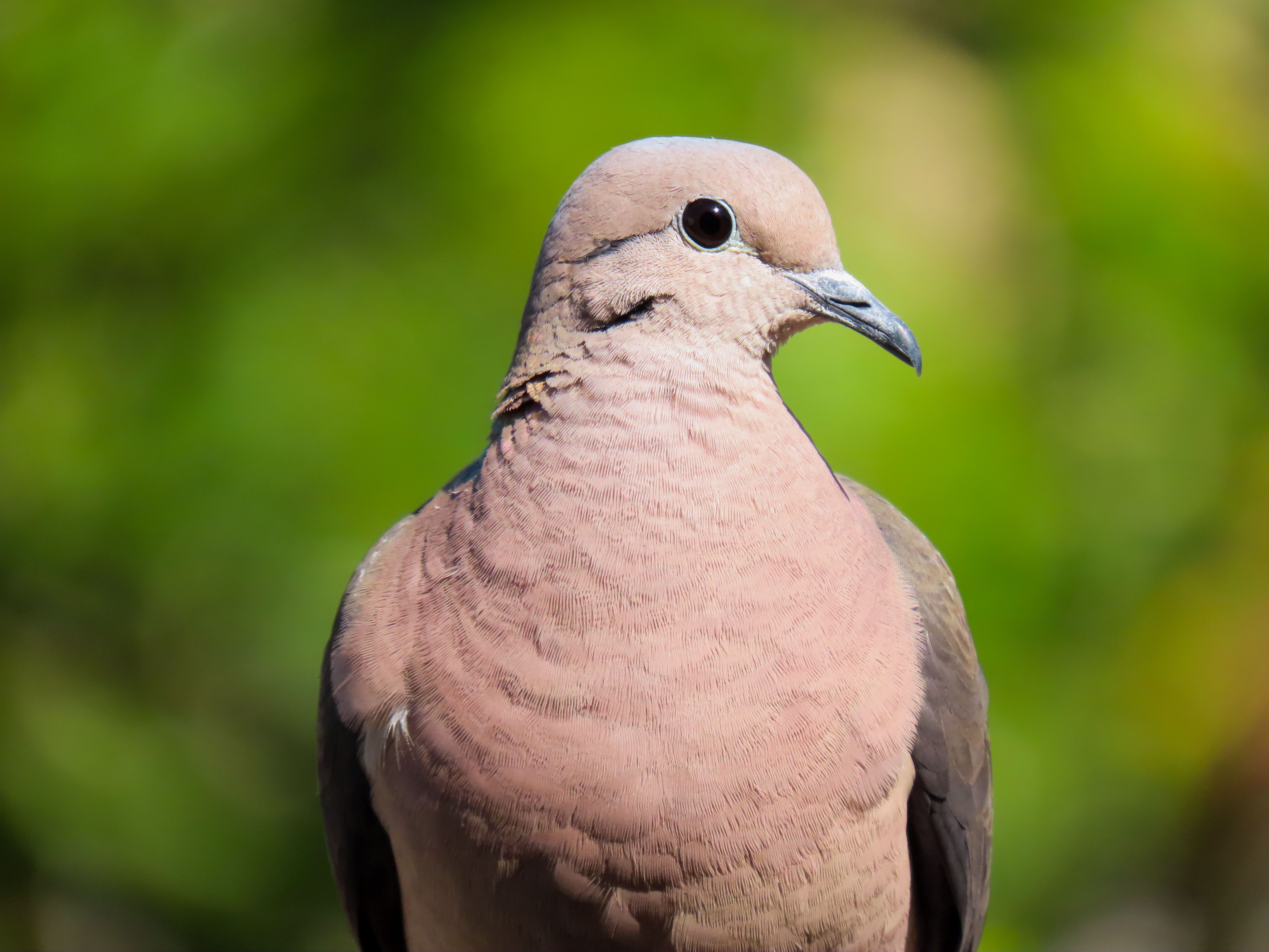 Gros Plan D'une Colombe Rose Au Brésil · Photo gratuite
