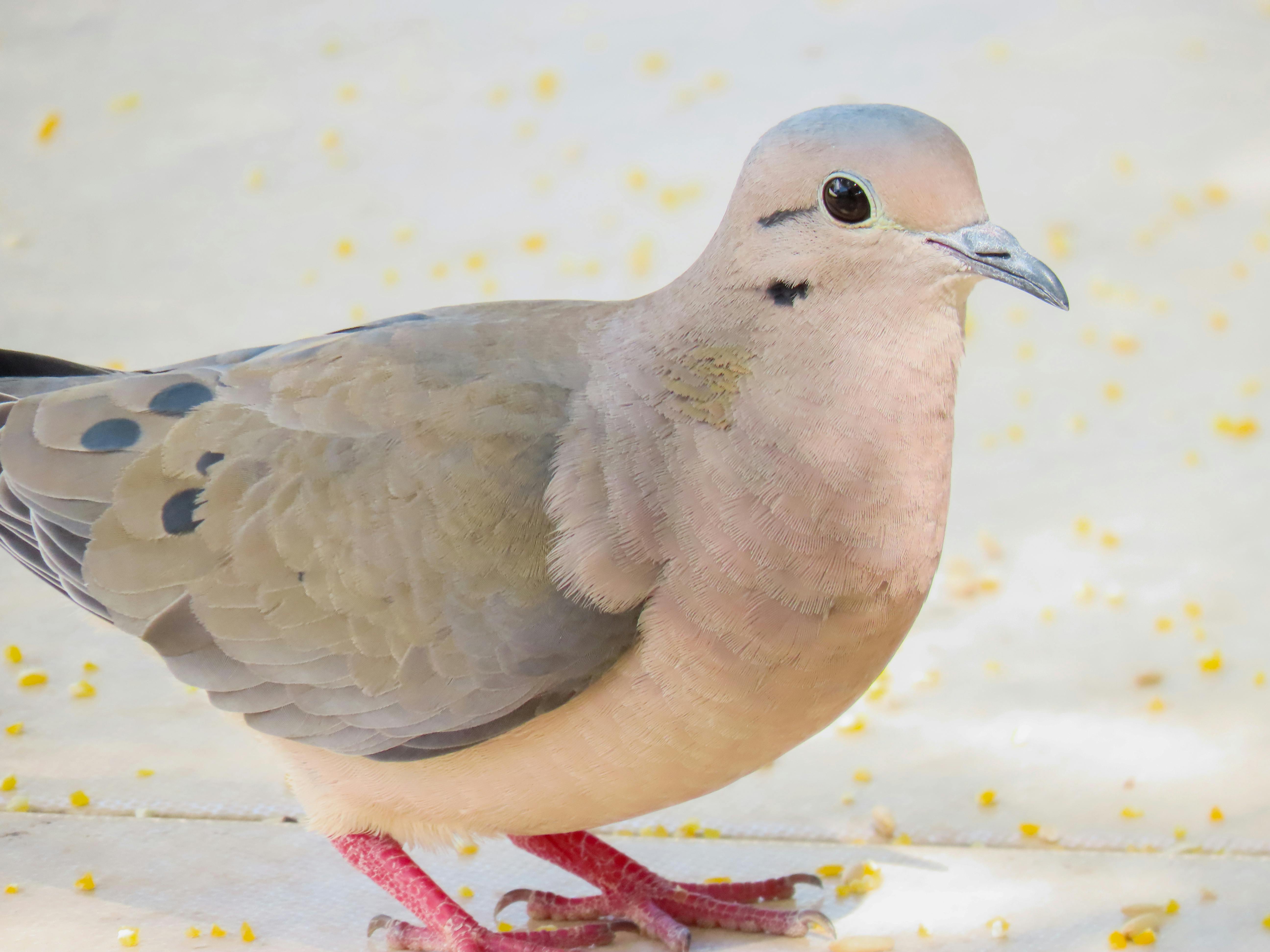 Close-Up of a Mourning Dove in Santa Maria · Free Stock Photo