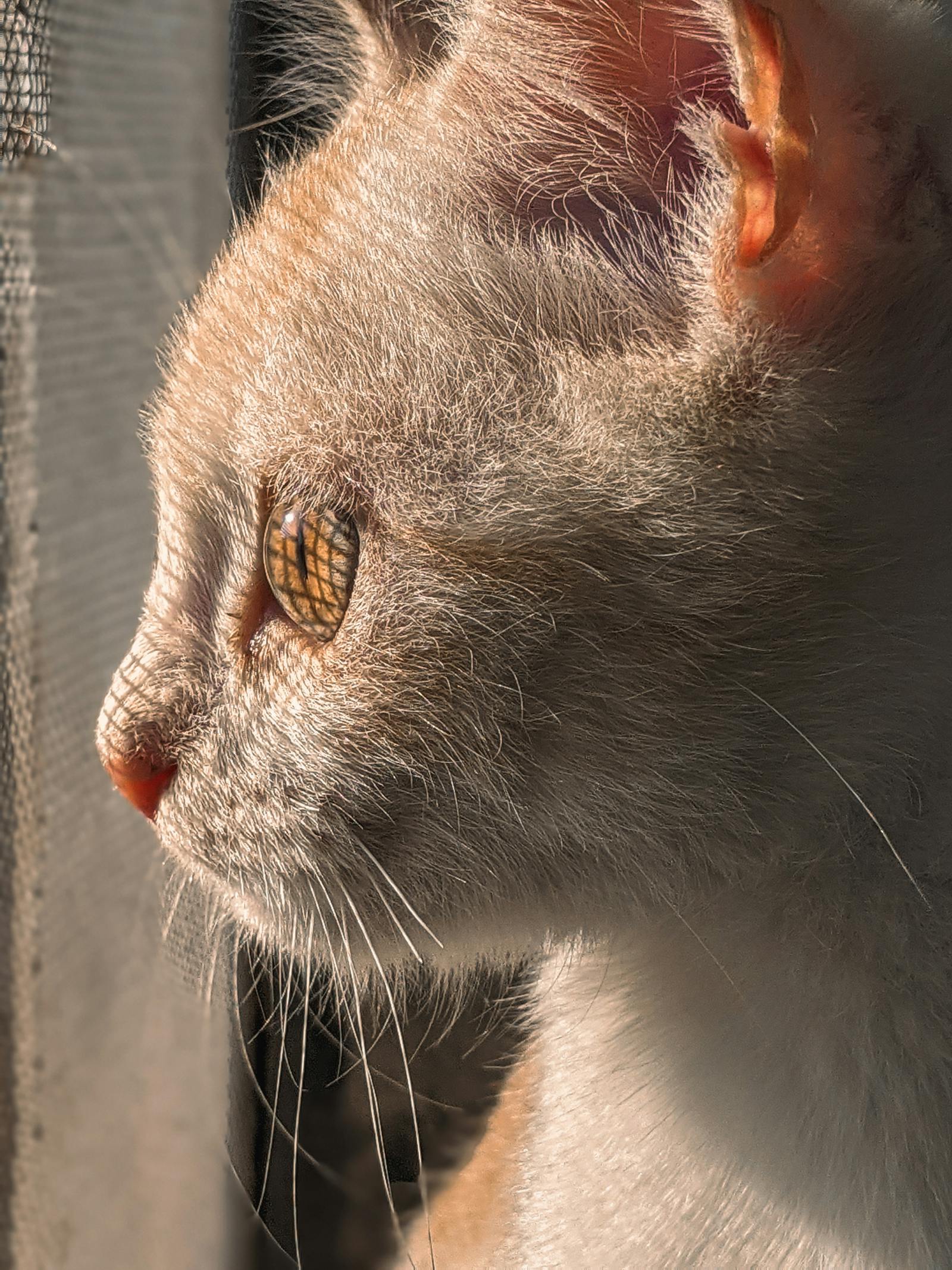 Cat Meme Photos, Download The BEST Free Cat Meme Stock Photos & HD Images