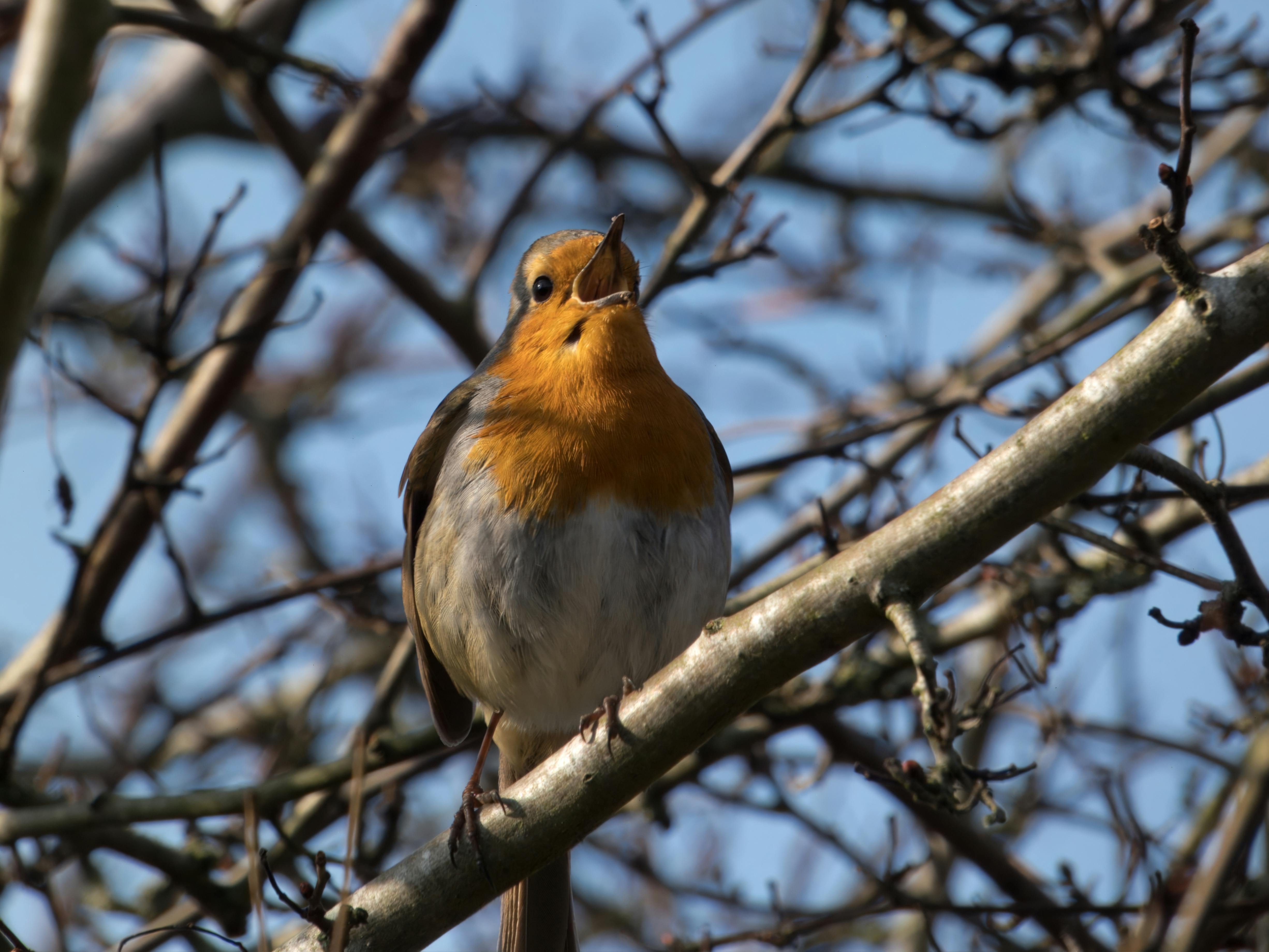 European Robin Singing on a Tree Branch · Free Stock Photo