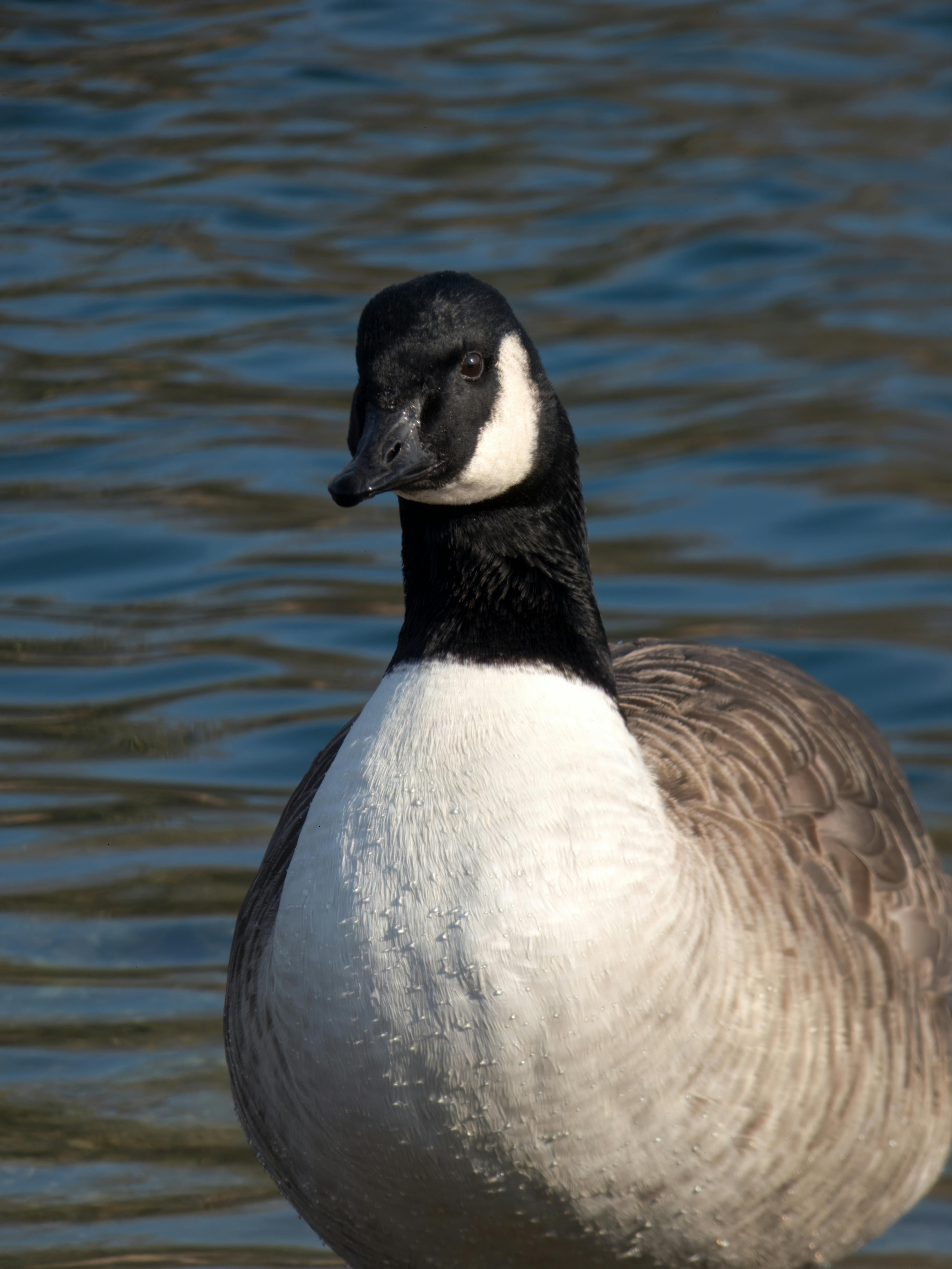 Close-up of a Canada Goose on Water · Free Stock Photo