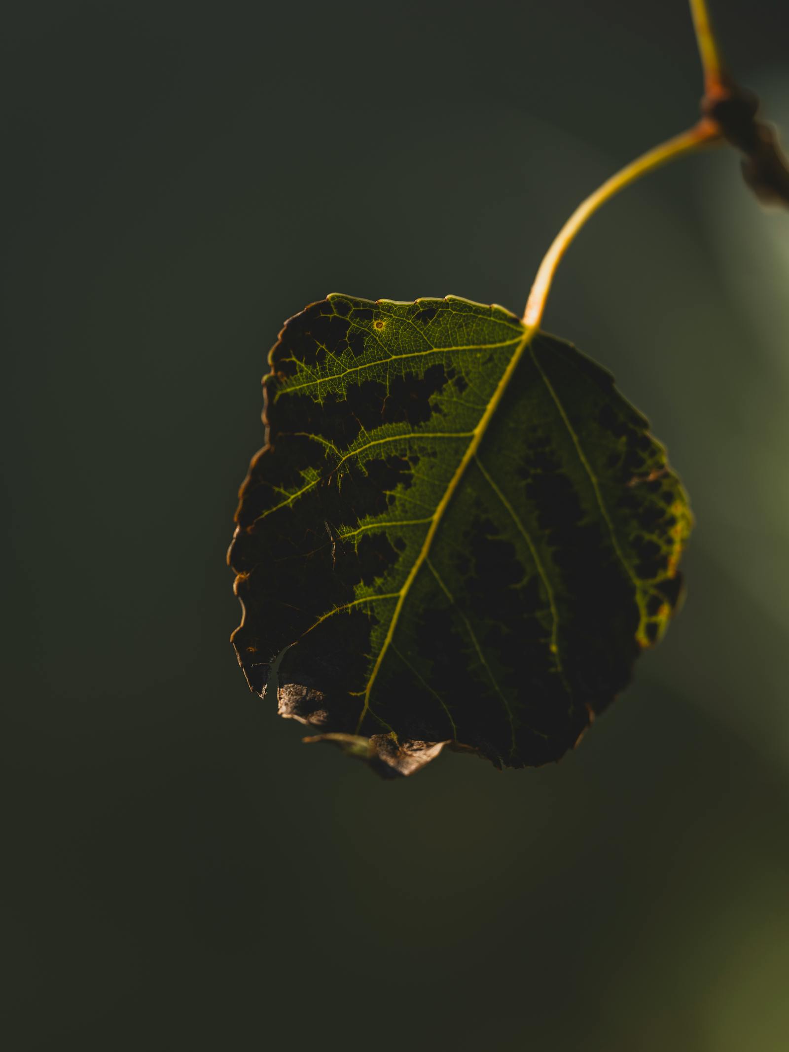 Veins Photos, Download The BEST Free Veins Stock Photos & HD Images