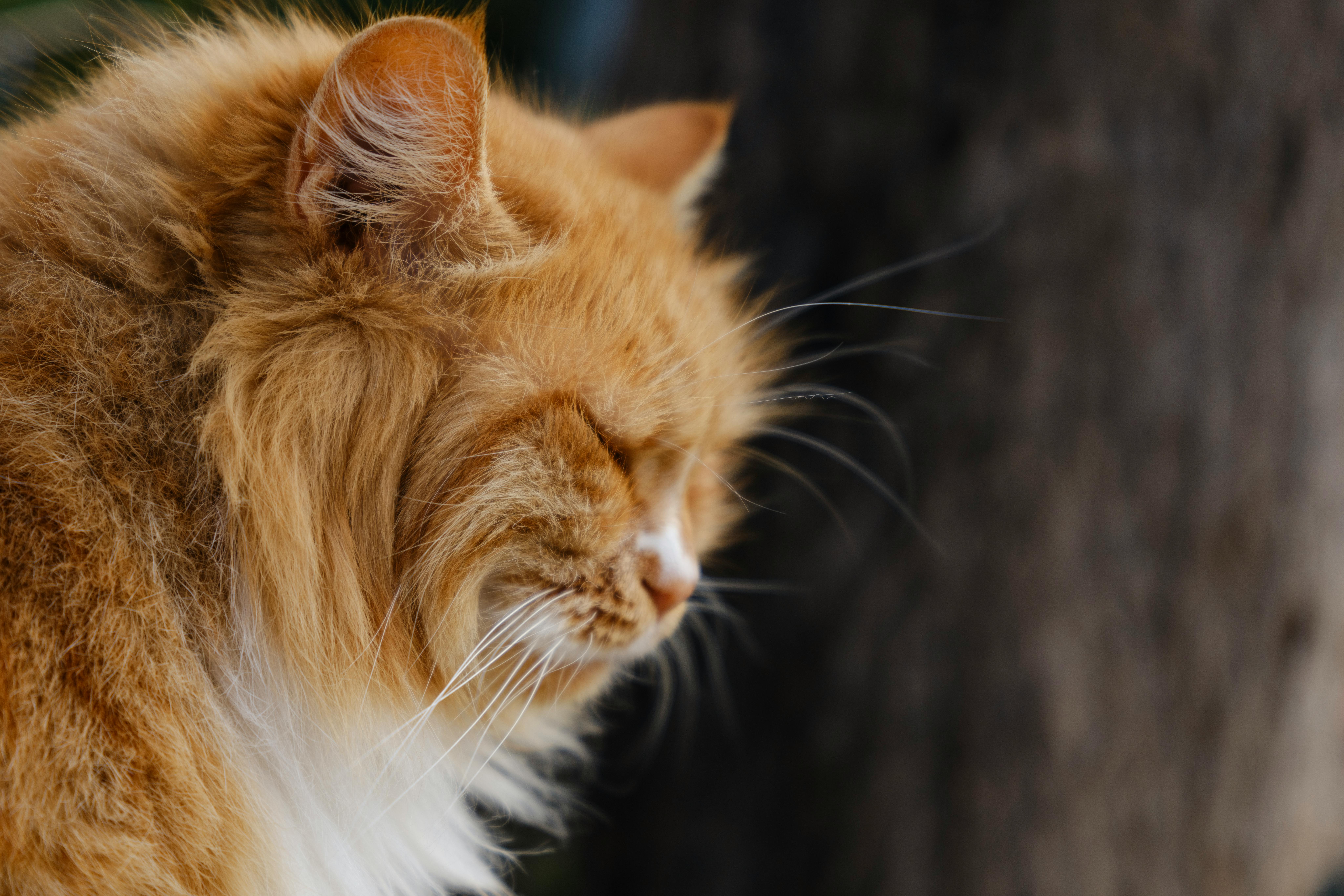 Fluffy Ginger Cat Portrait in Natural Light · Free Stock Photo