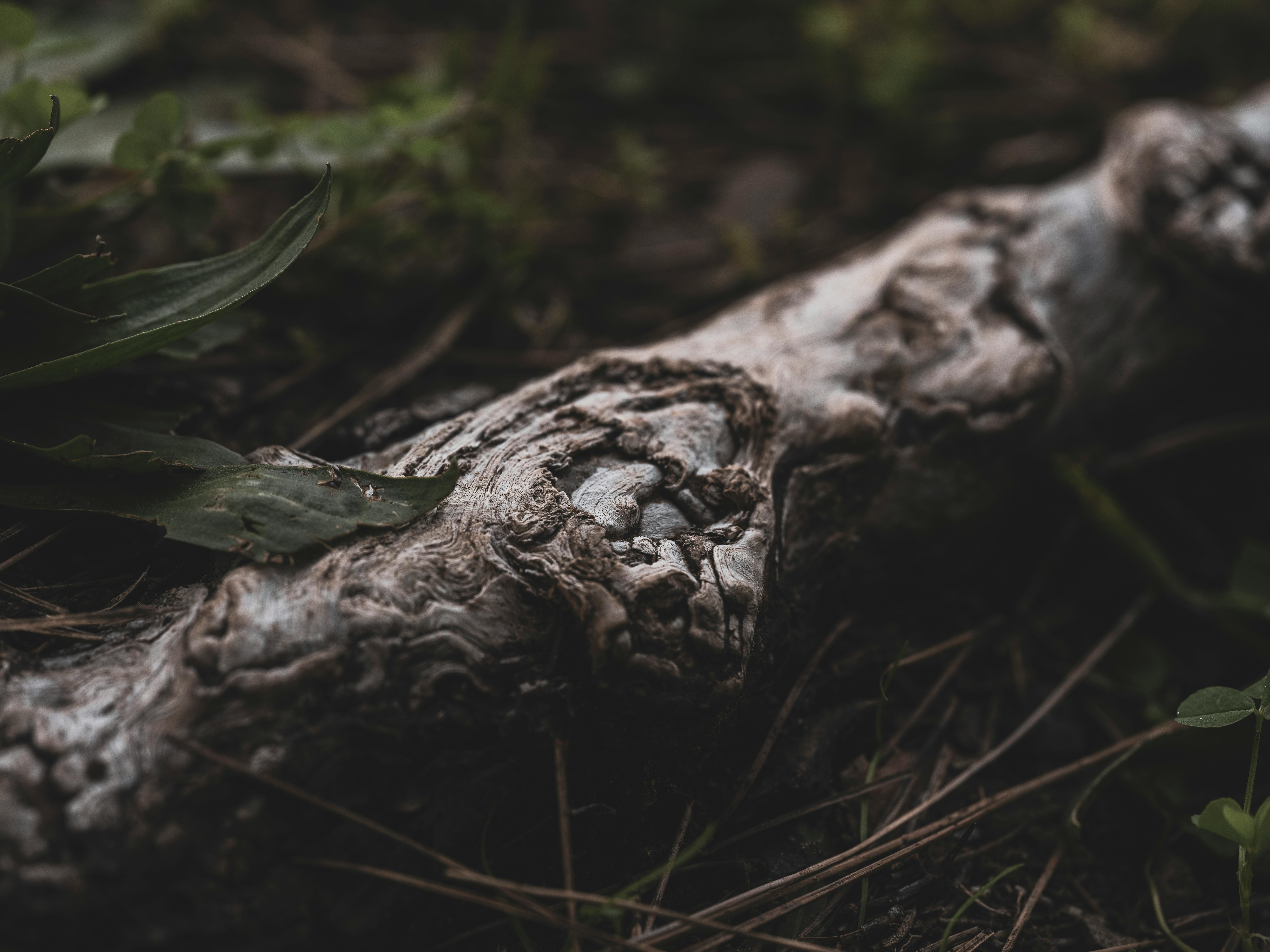 Root Coon Photos, Download The BEST Free Root Coon Stock Photos & HD Images