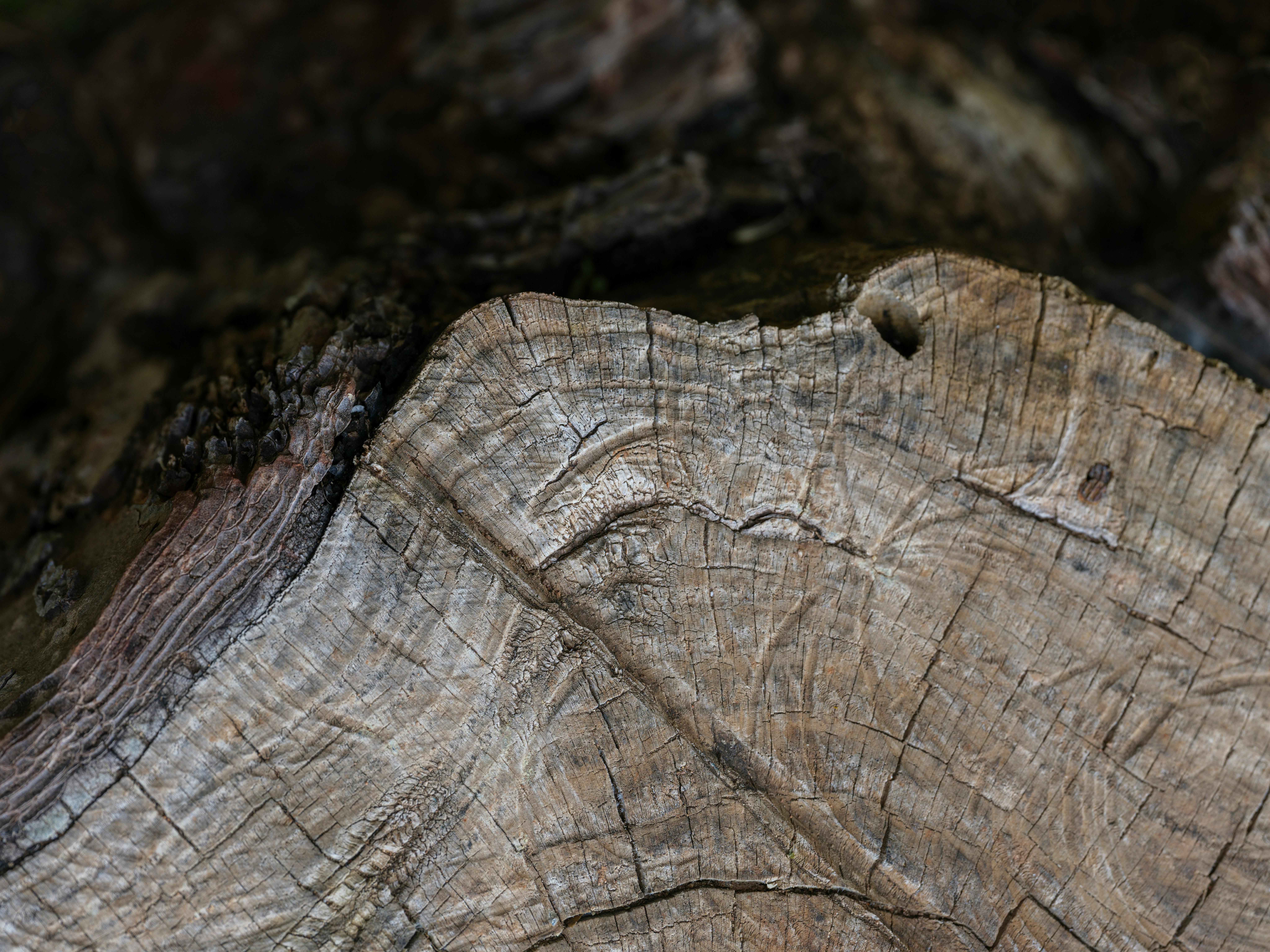 Jungle Cut Photos, Download The BEST Free Jungle Cut Stock Photos & HD ...