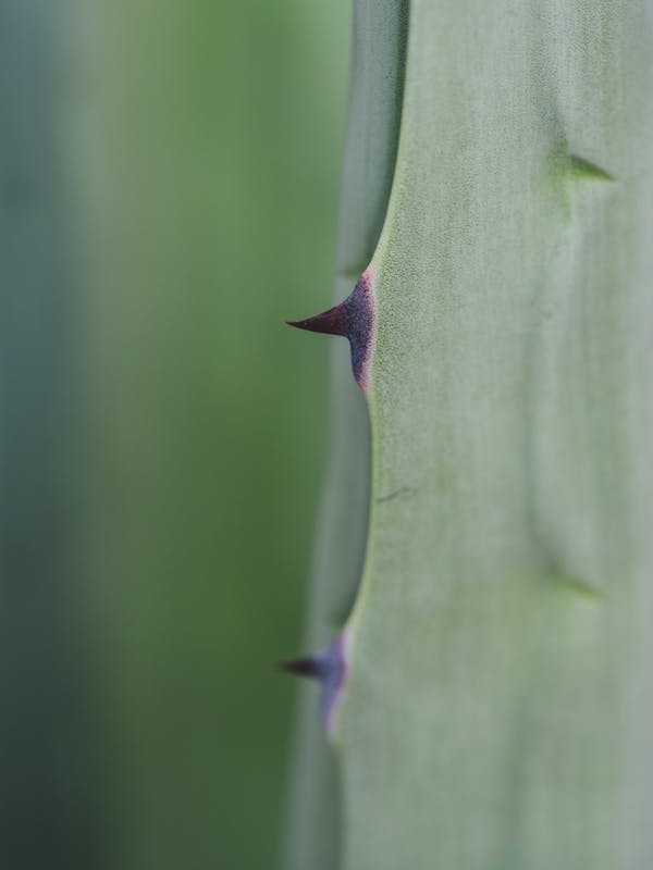 Leaf Close Up Photos, Download The BEST Free Leaf Close Up Stock Photos ...
