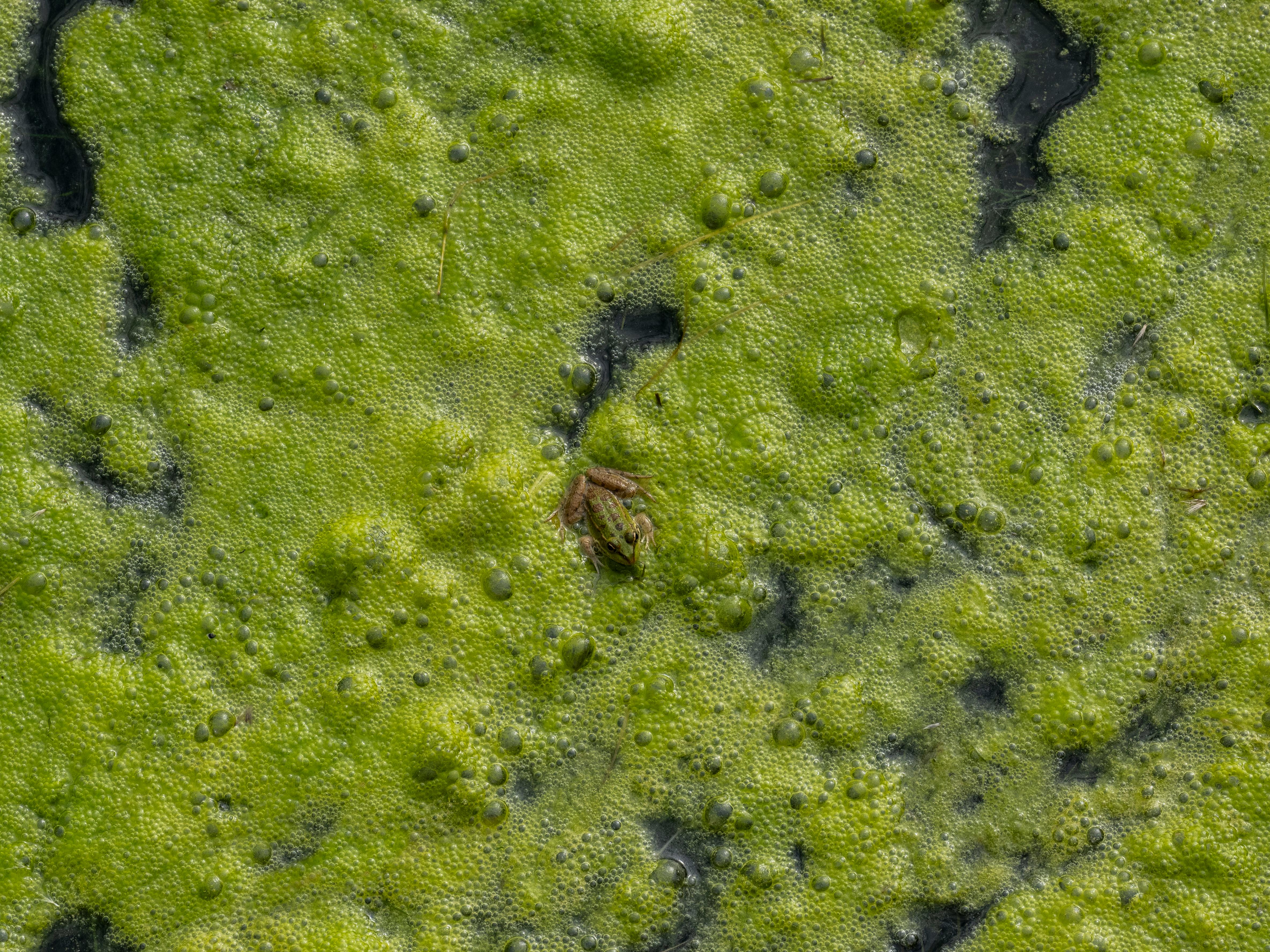 Small Frog on Green Algae in Natural Pond · Free Stock Photo