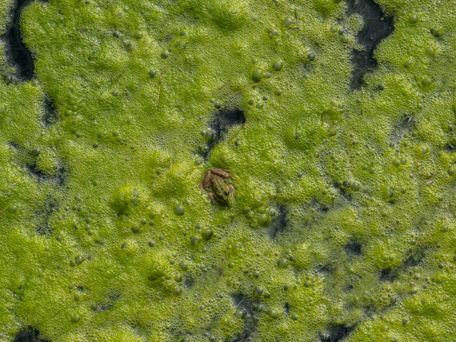 Algae Photos, Download The BEST Free Algae Stock Photos & HD Images