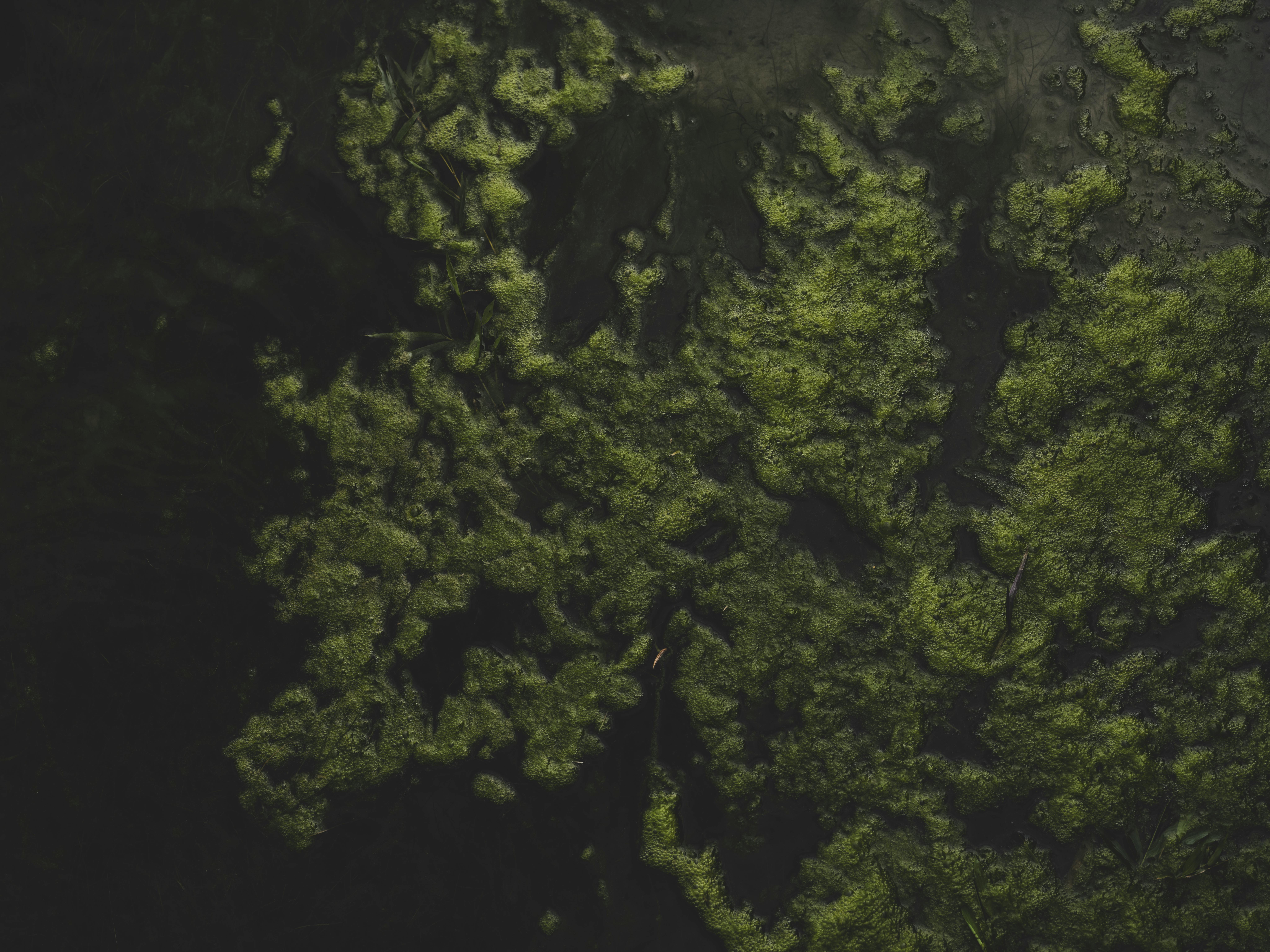 Hermosos Musgos En El Río · Foto de stock gratuita