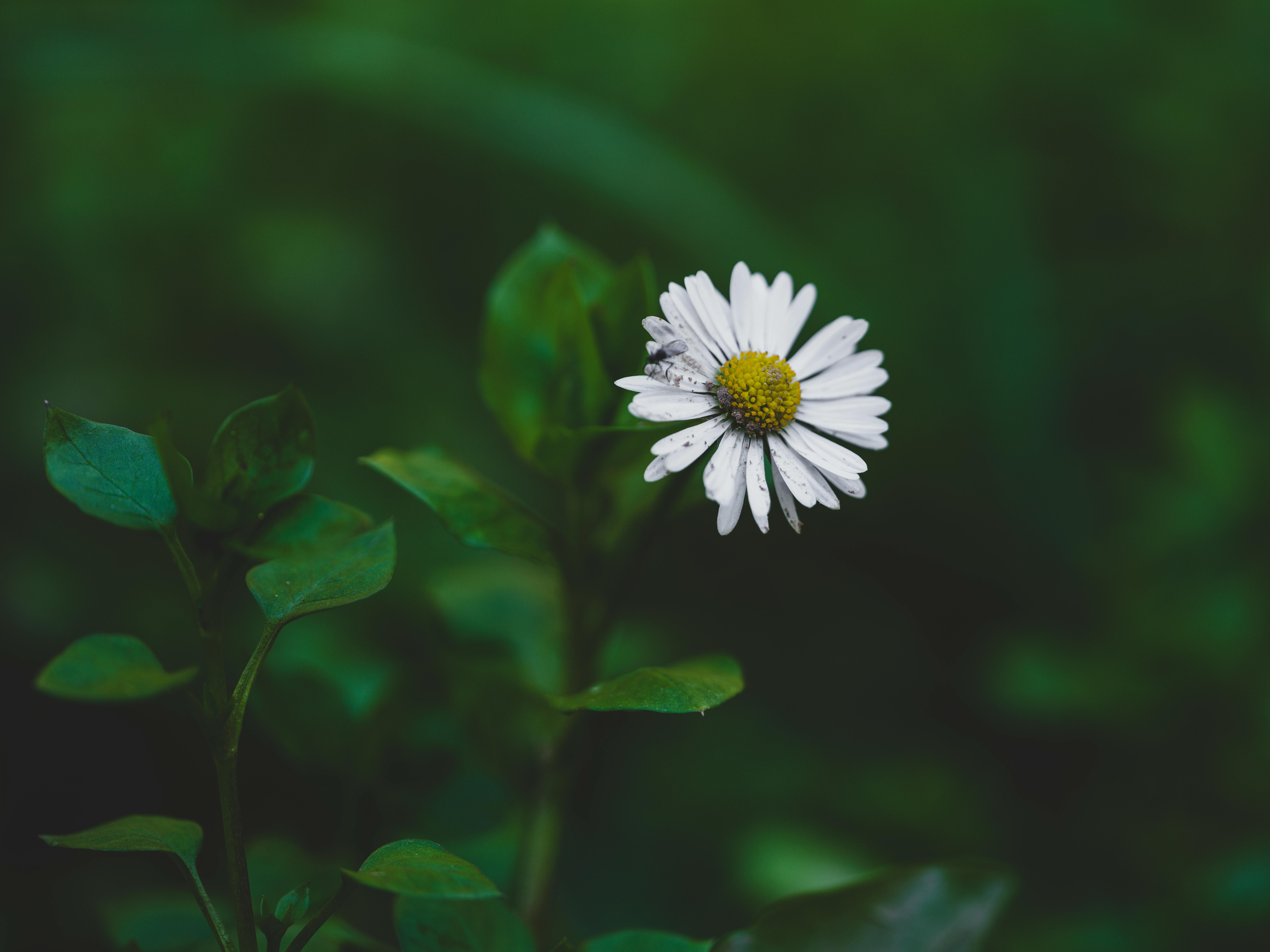 Leaf Without Colour Photos, Download The BEST Free Leaf Without Colour ...