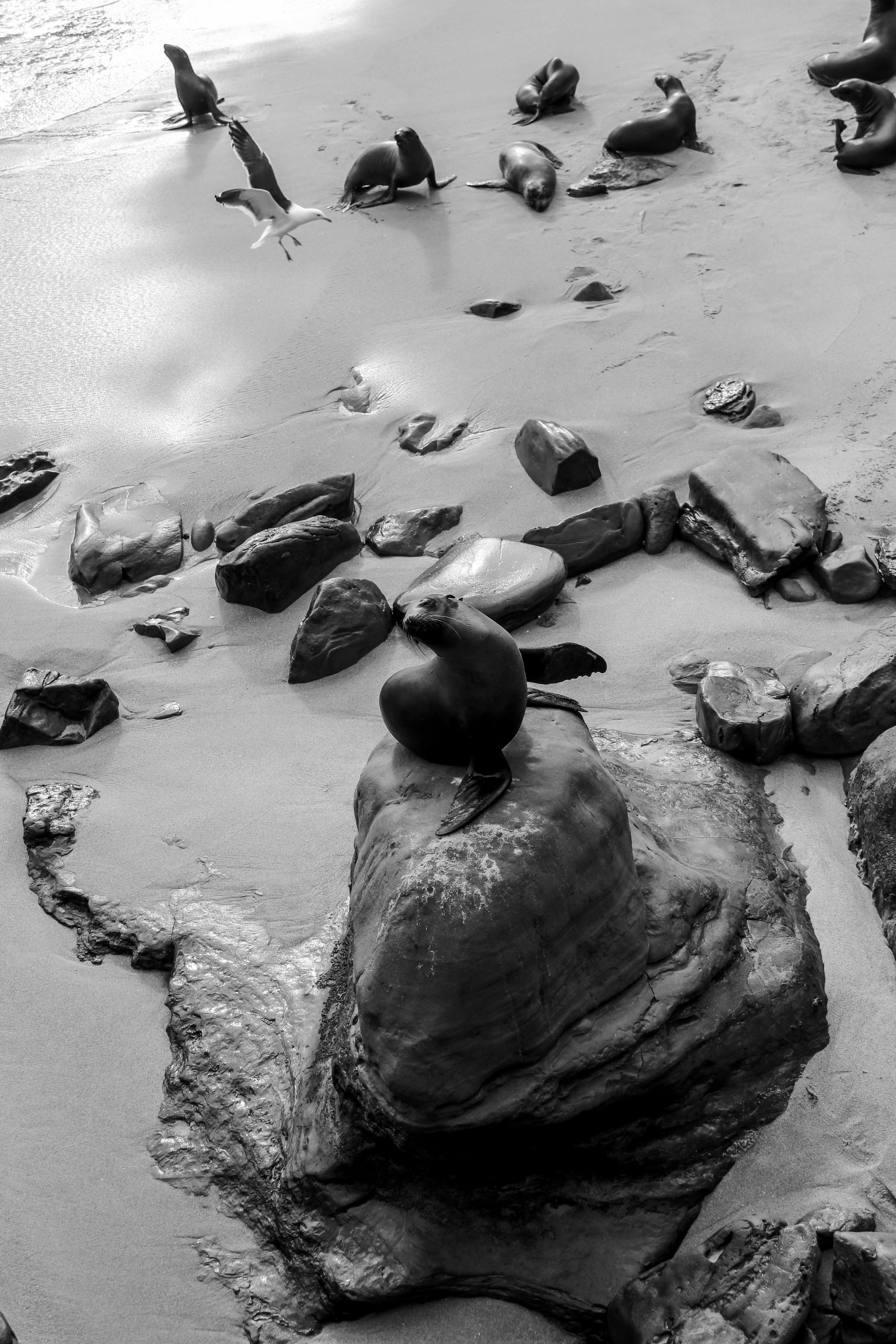 California Sea Lions Resting on San Diego Beach · Free Stock Photo