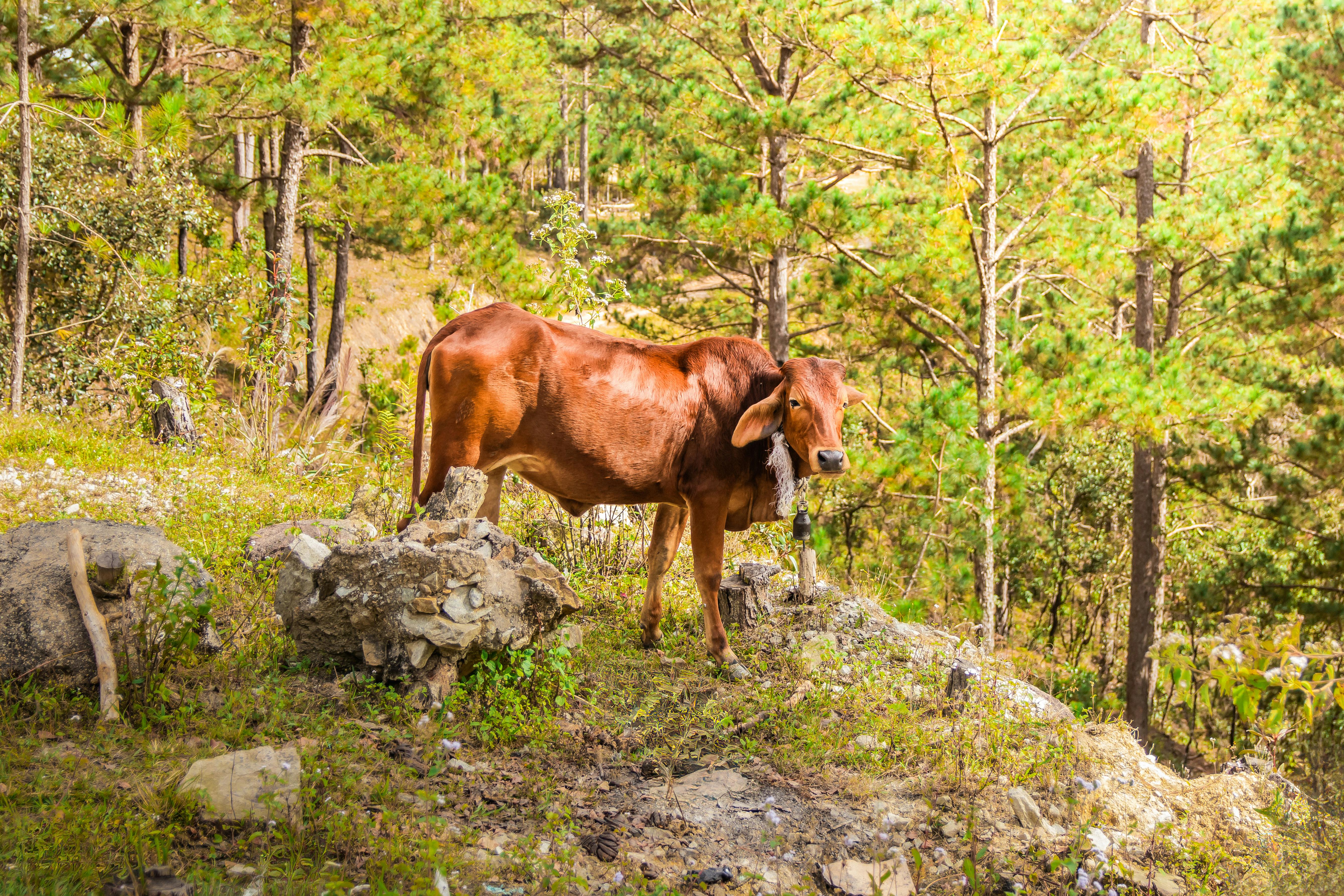 Trees And Pasture Photos, Download The BEST Free Trees And Pasture ...