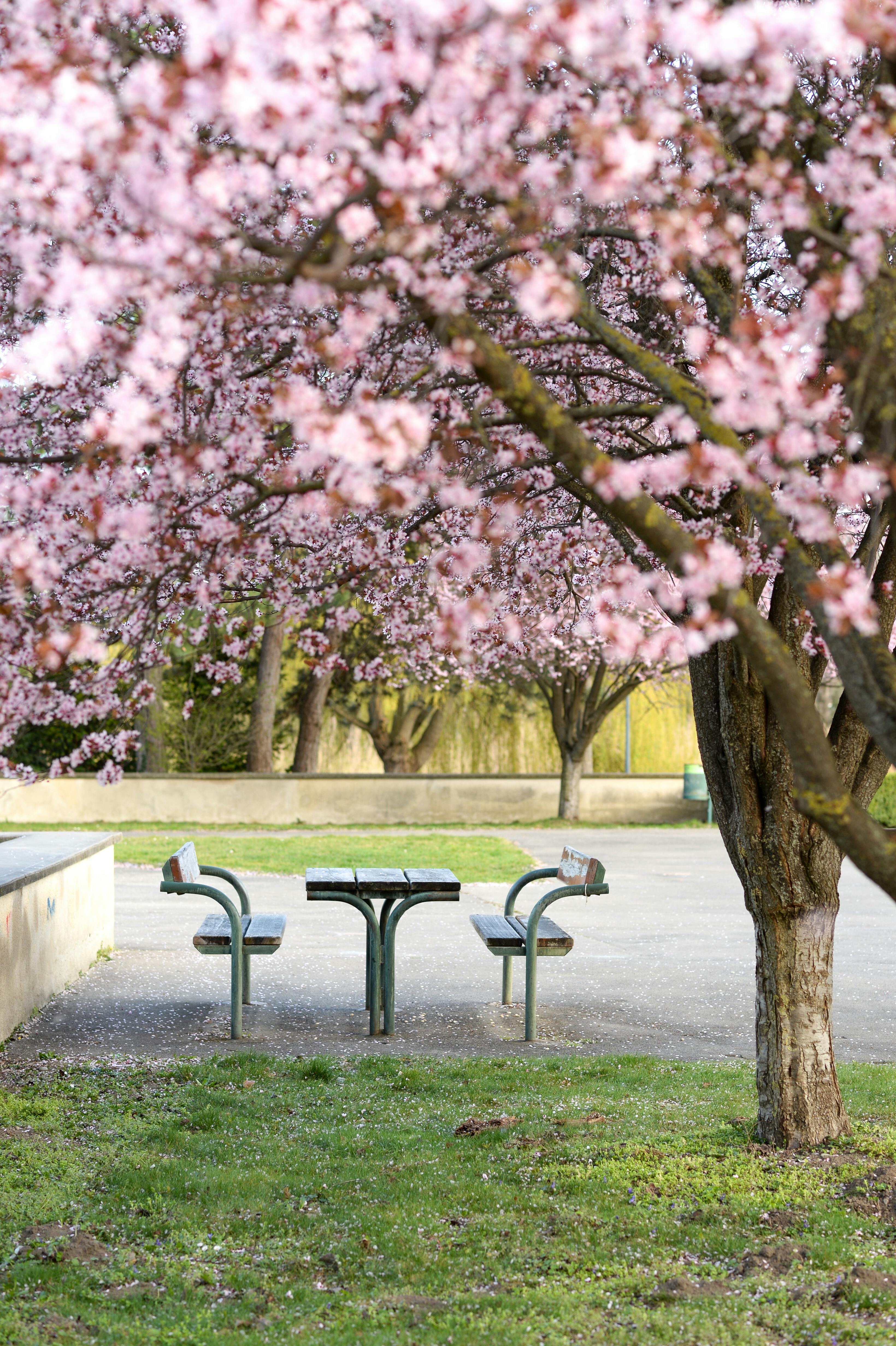 Serene Spring Park Bench Under Cherry Blossoms · Free Stock Photo