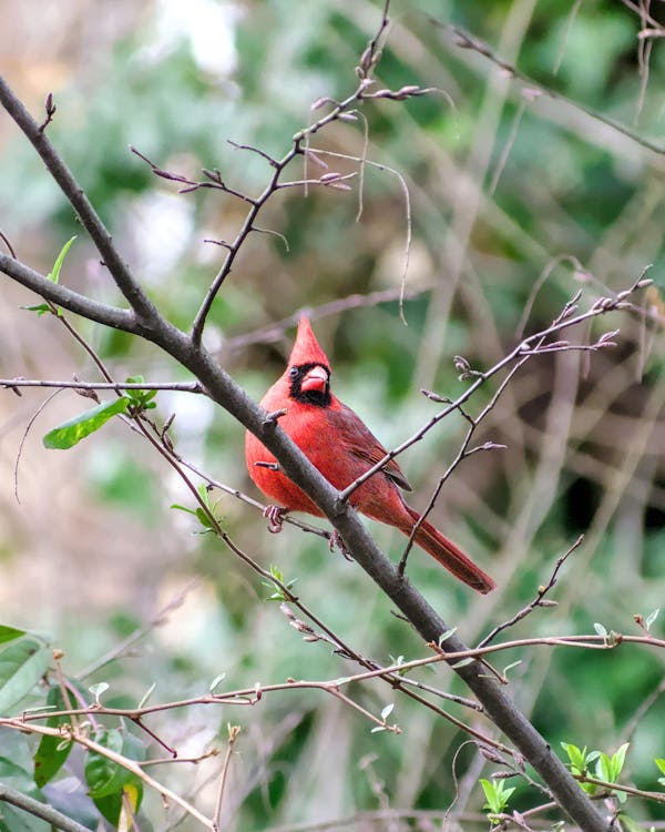 Cardinal Bird Photos, Download The BEST Free Cardinal Bird Stock Photos ...