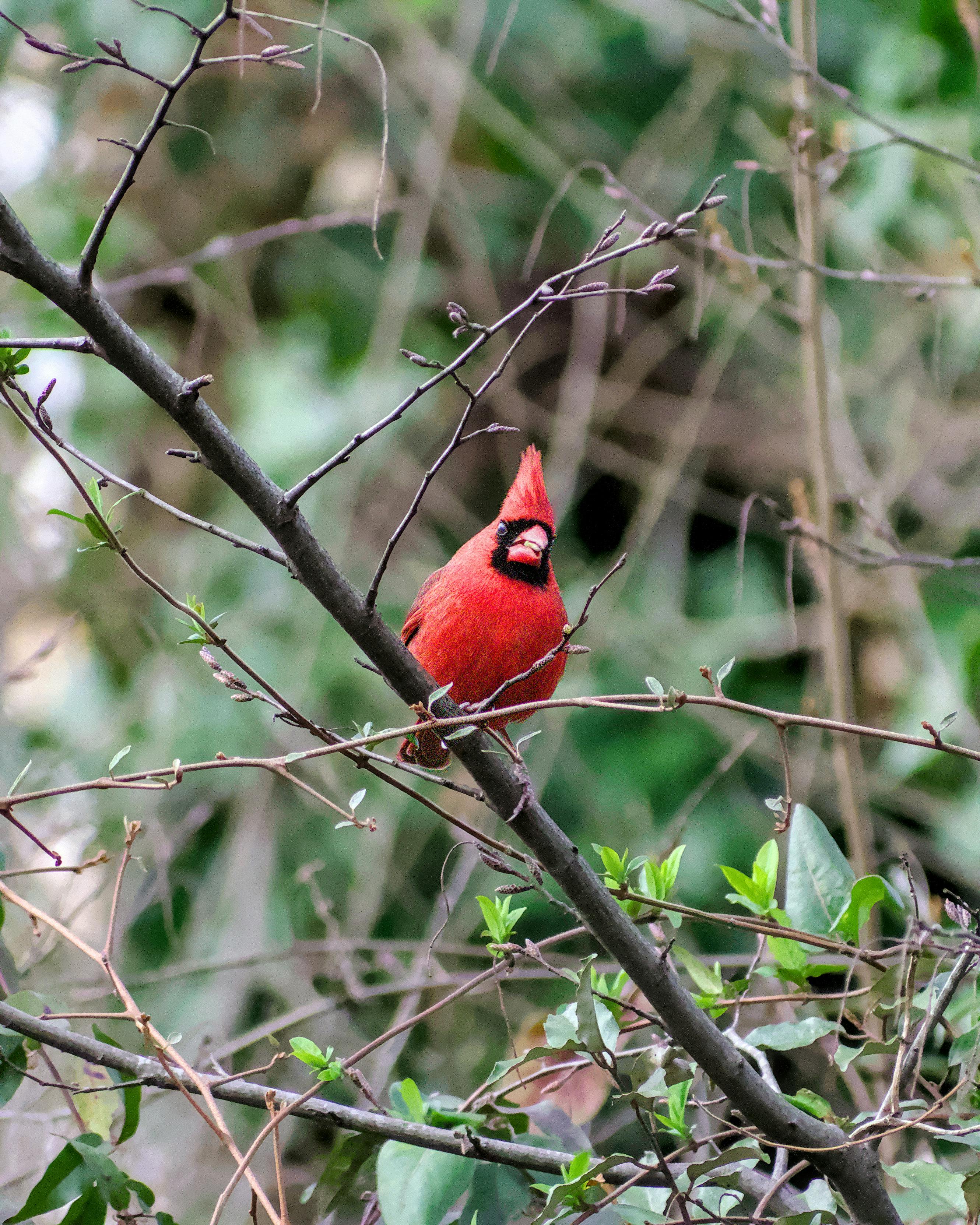 Vibrant Cardinal Perched in Atlanta's Lush Garden · Free Stock Photo