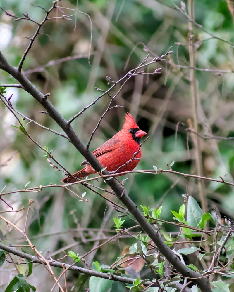 Cardinal Bird Photos, Download The BEST Free Cardinal Bird Stock Photos ...