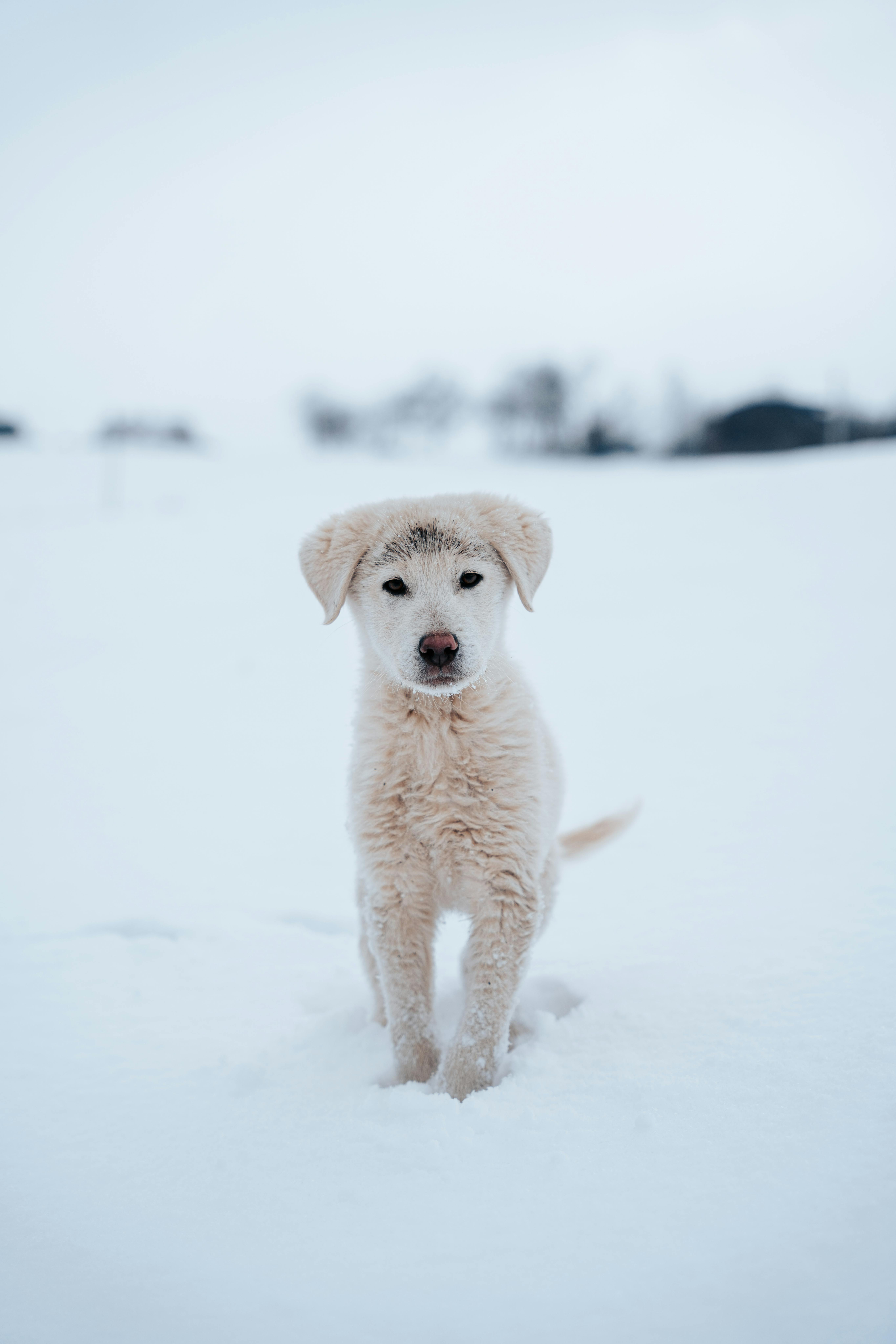 White Puppy in Snowy Landscape · Free Stock Photo