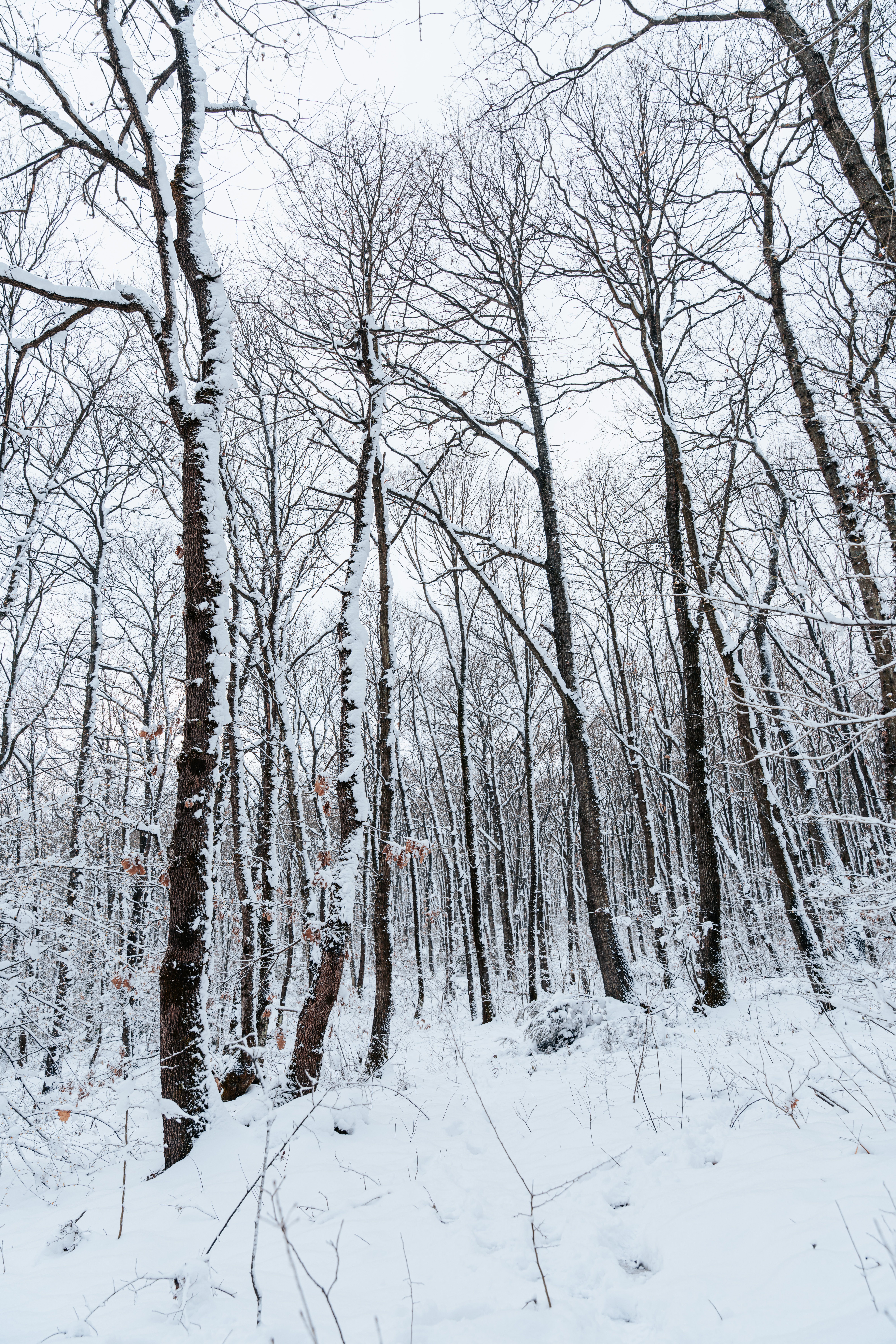 Winter Forest Photos, Download The BEST Free Winter Forest Stock Photos ...