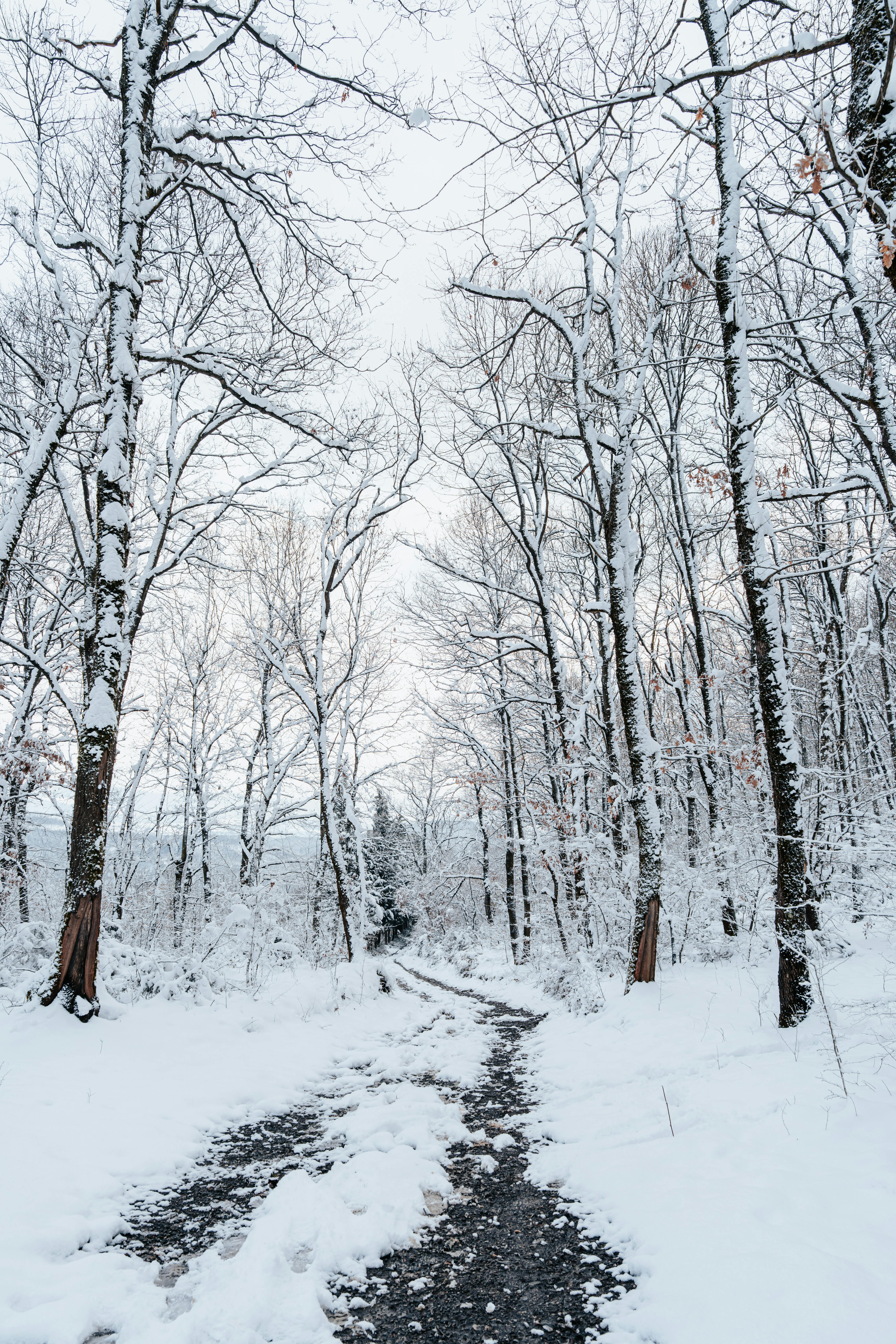Snowy Woodland Path during Winter Season · Free Stock Photo