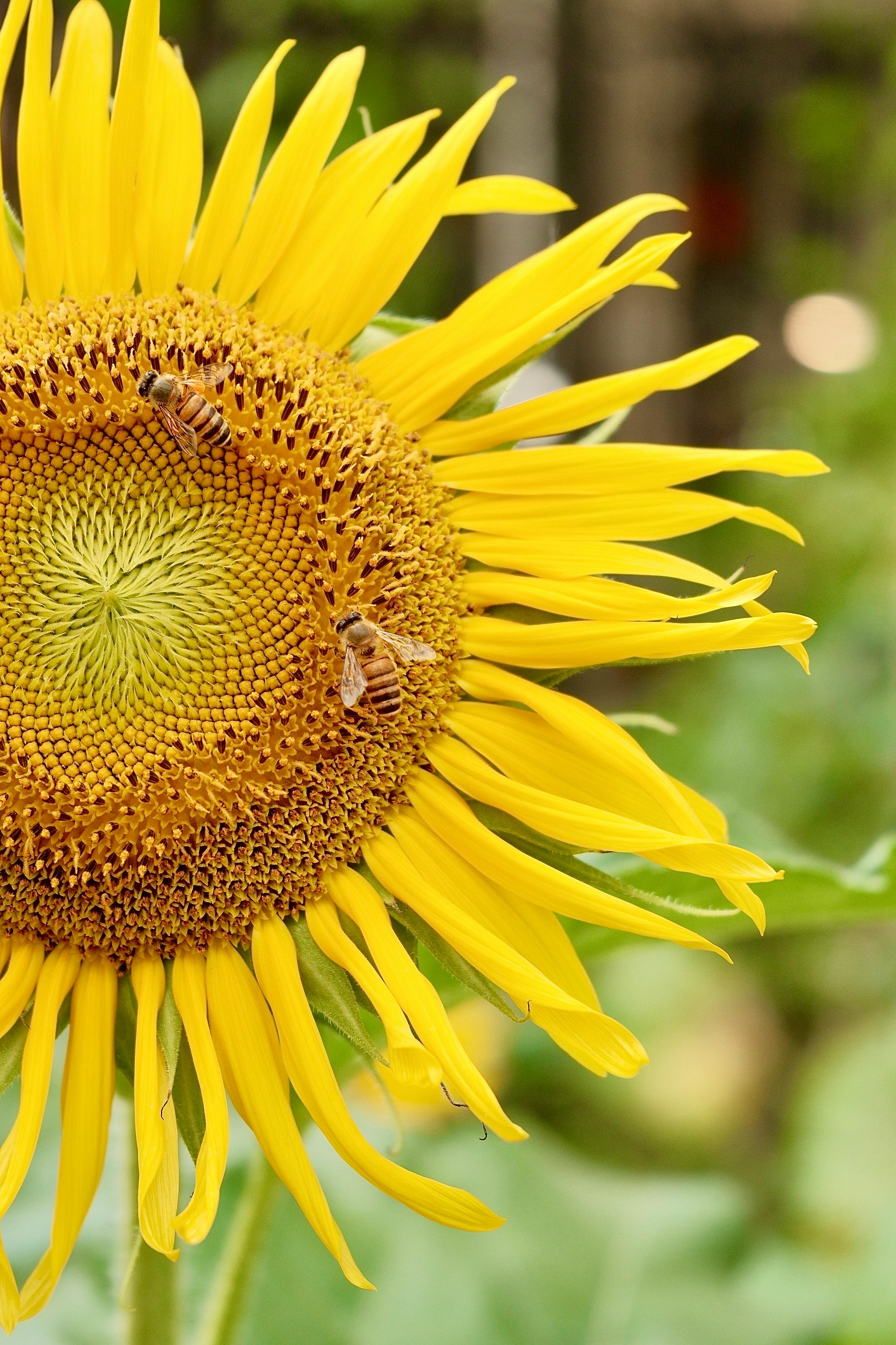 API Of Photo Photos, Download The BEST Free API Of Photo Stock Photos ...