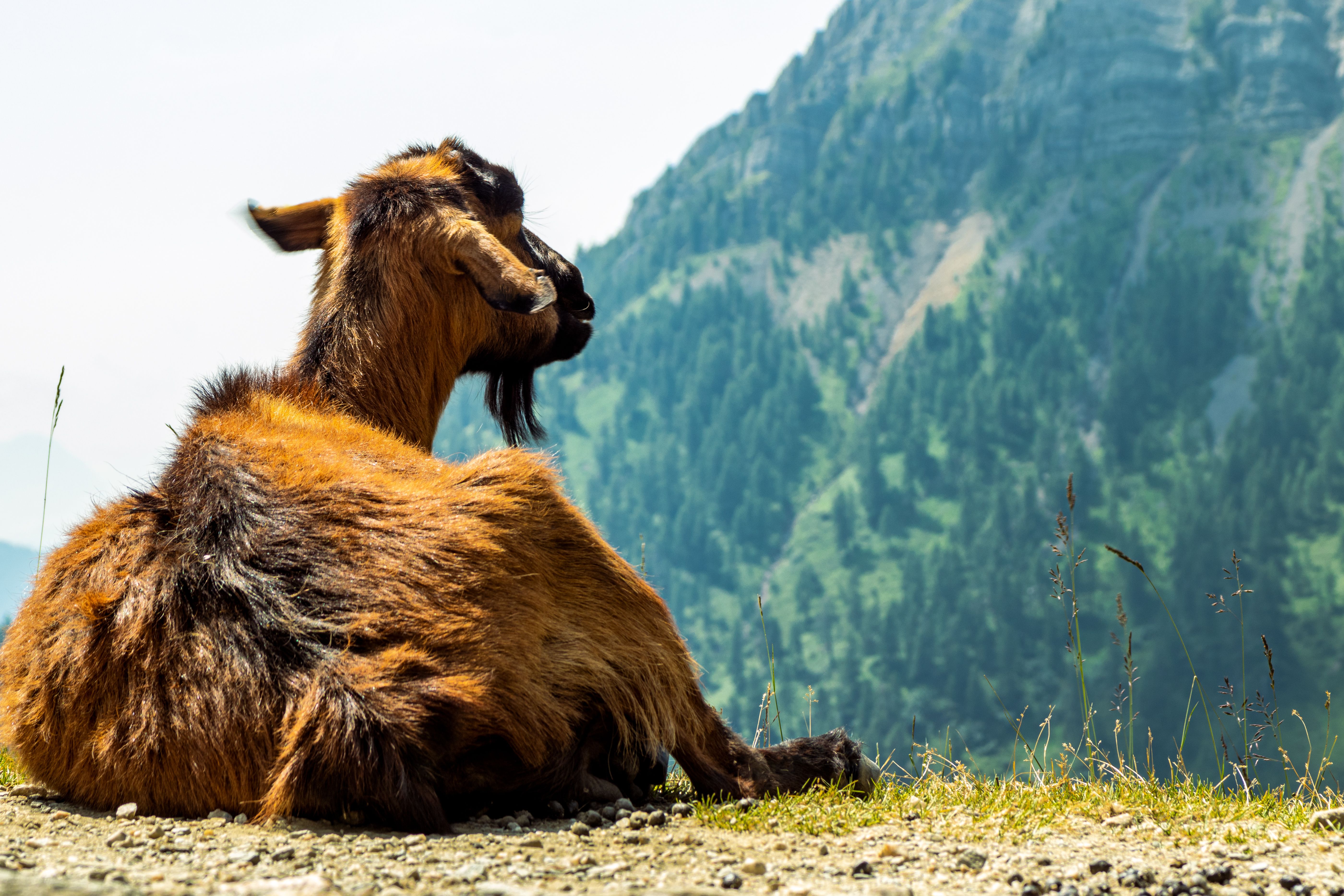 Majestic goat resting in Austrian Alps · Free Stock Photo