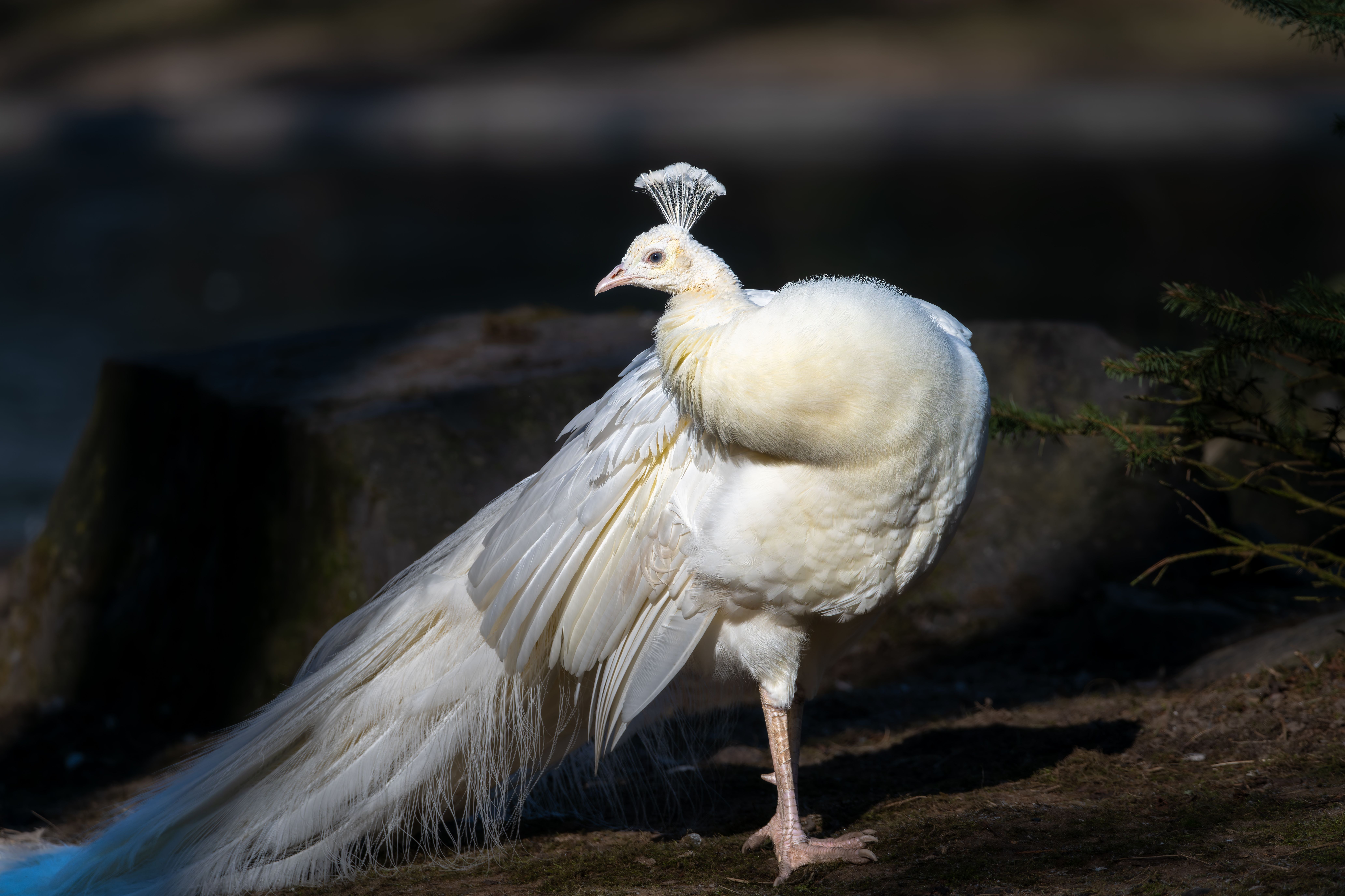 Elegant White Peacock in Natural Habitat · Free Stock Photo