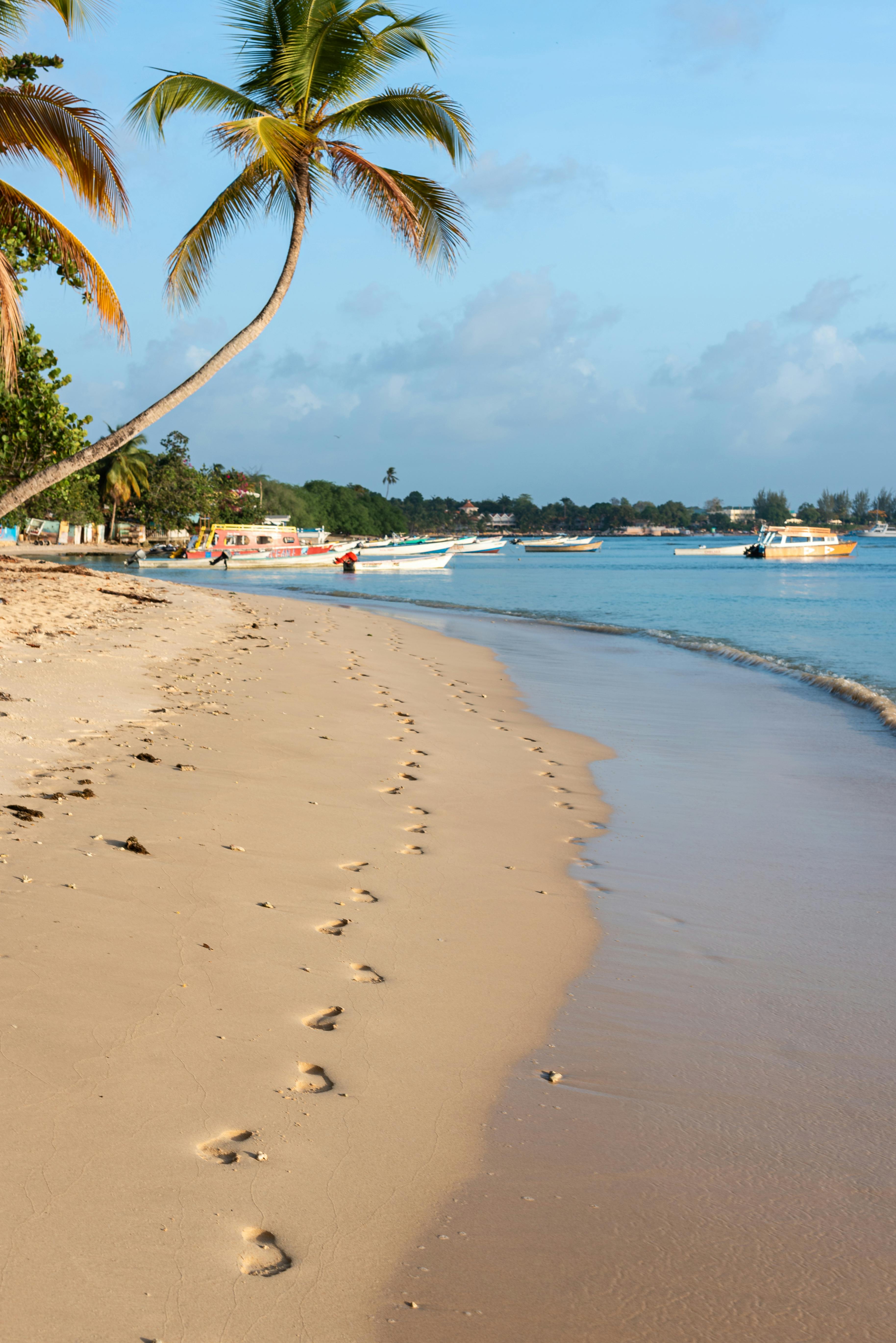 Tranquil Beach Scene with Palm Trees in Tobago · Free Stock Photo