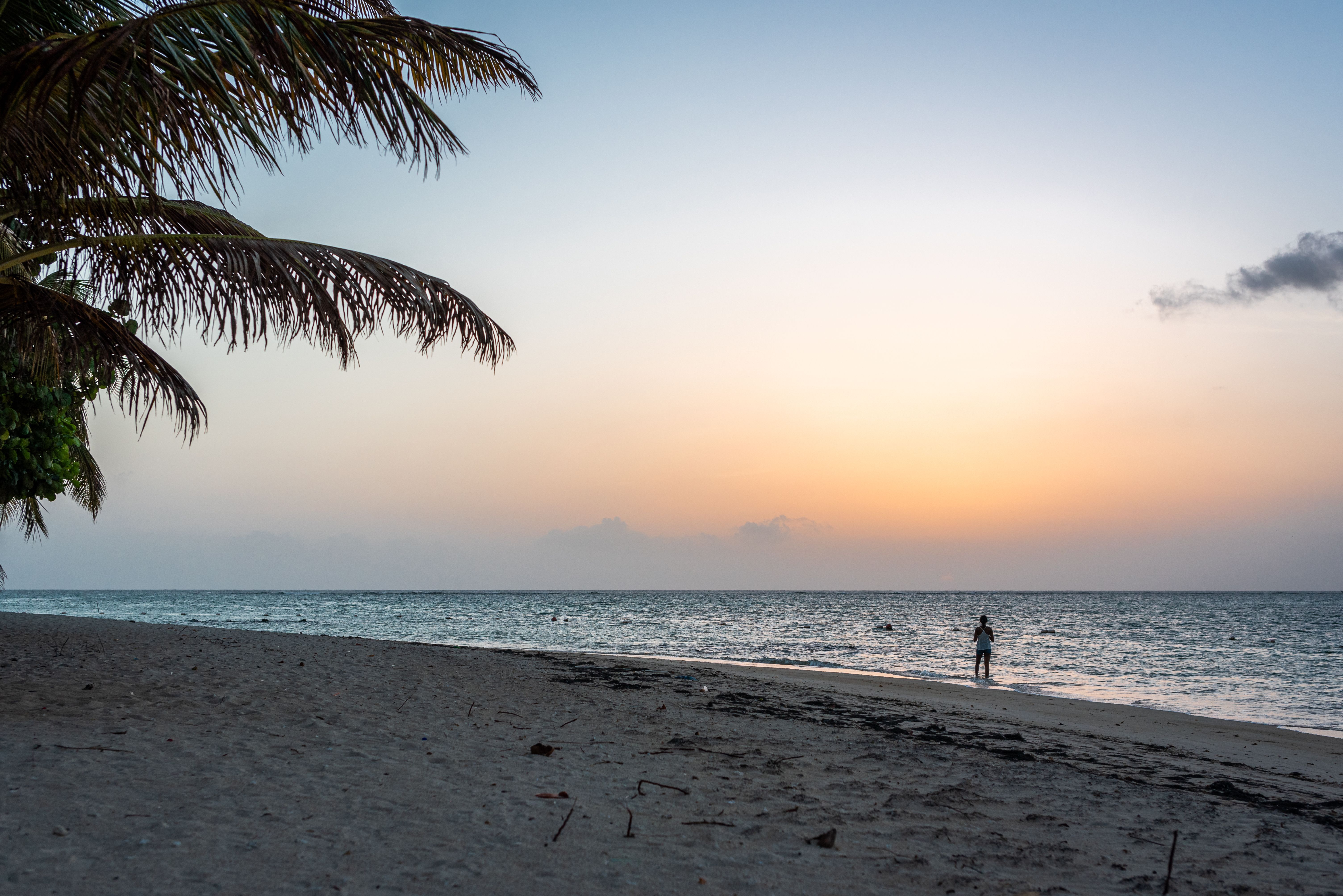 Serene Sunset Beach in Tobago with Palm Trees · Free Stock Photo