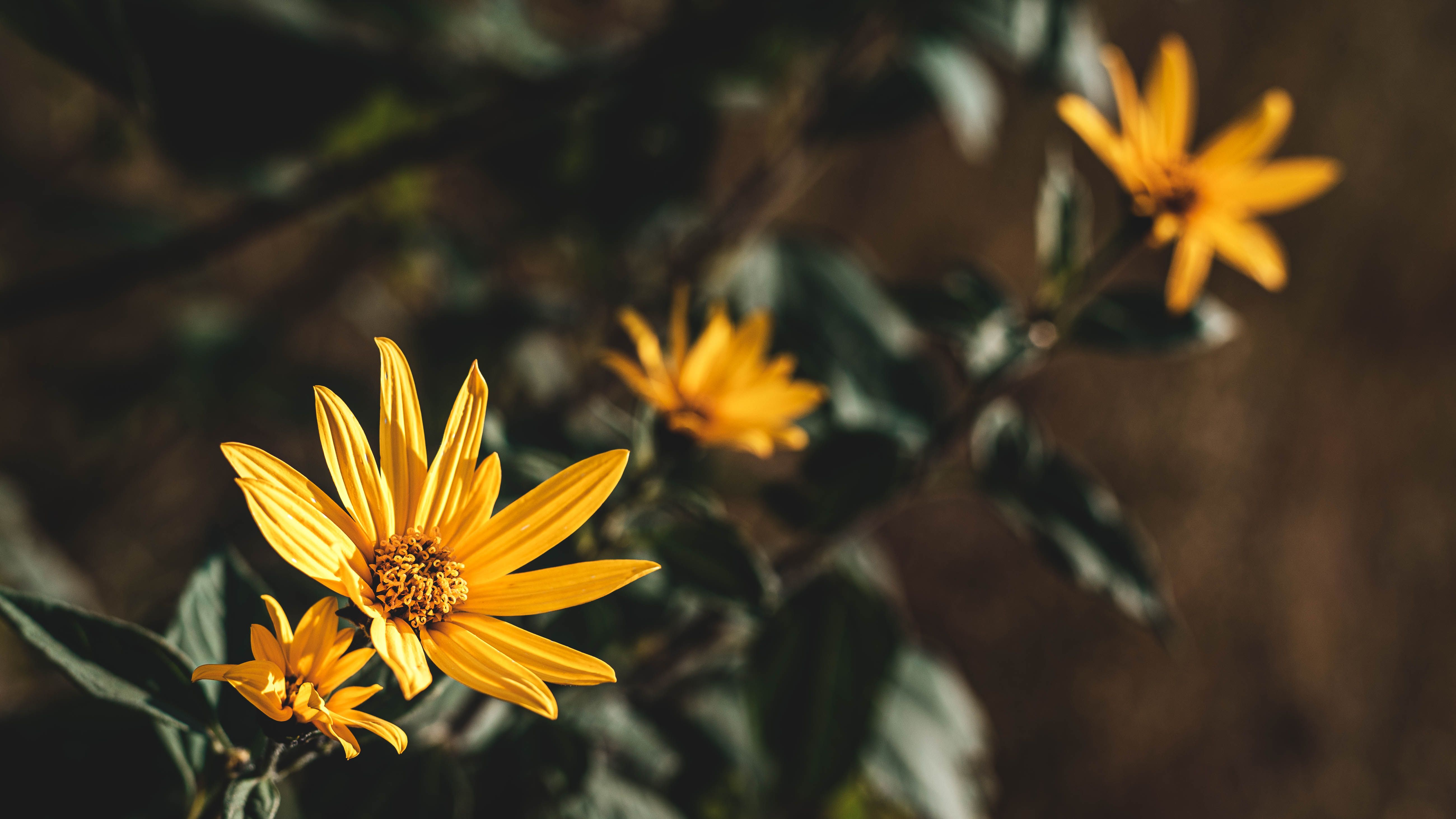 Photo of Yellow Flowers · Free Stock Photo