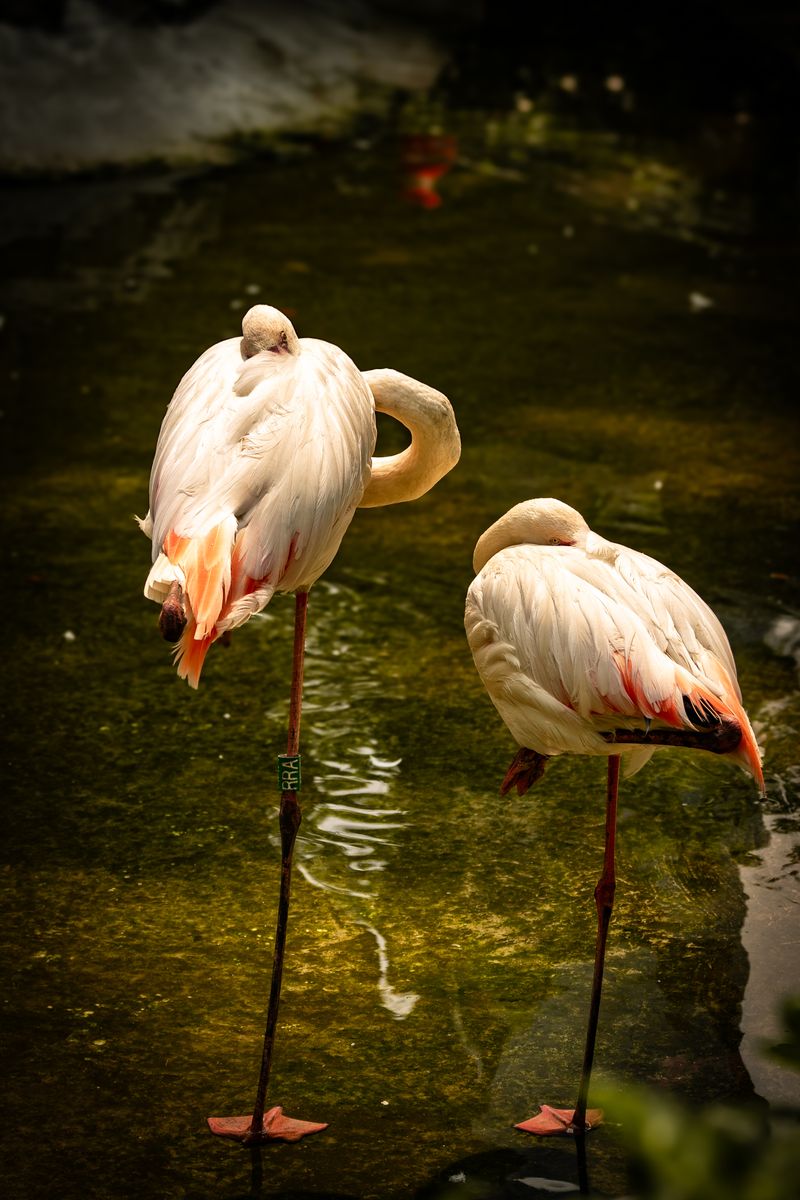 Flamingo Bird Photos, Download The BEST Free Flamingo Bird Stock Photos ...