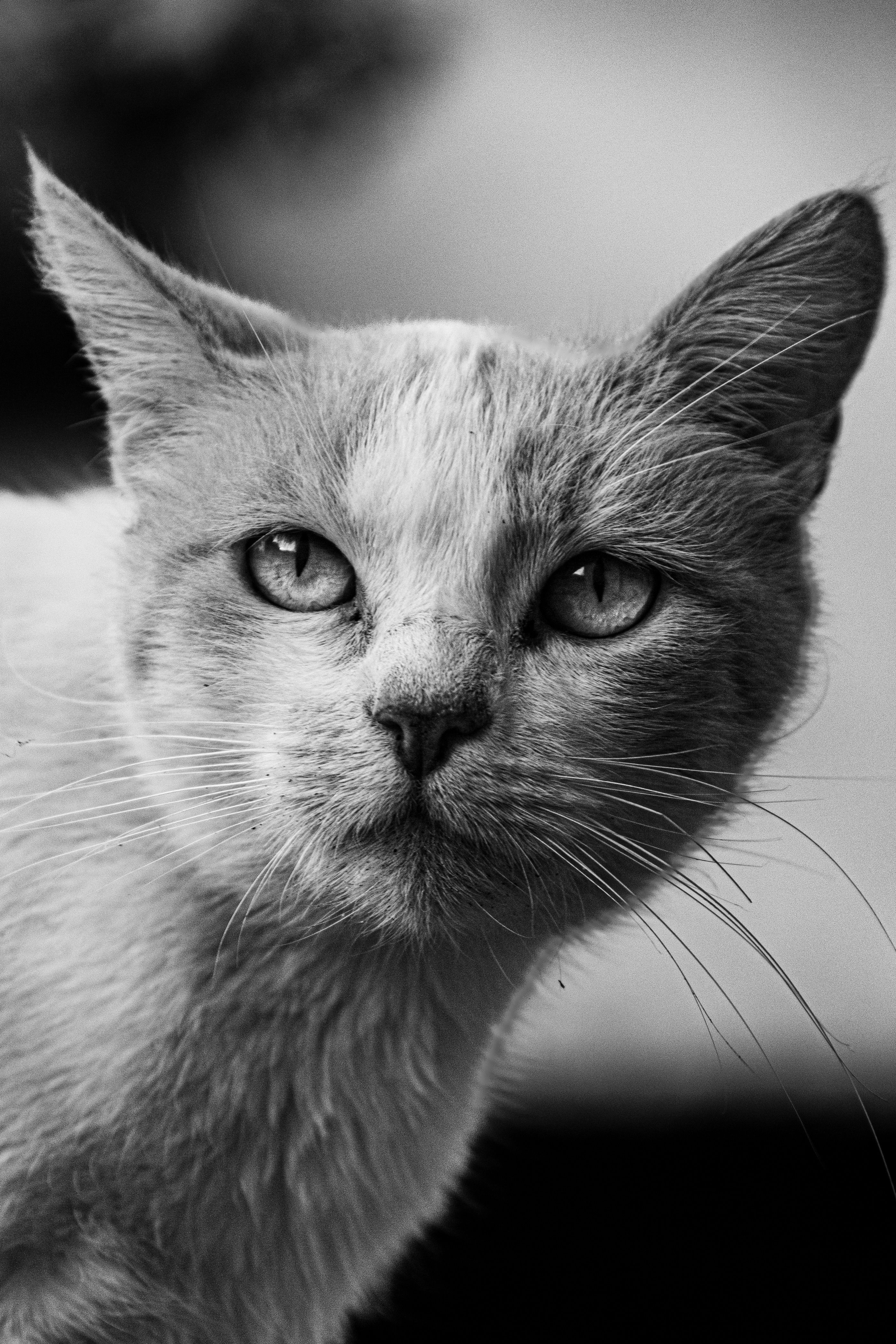 25+ Fotos y Imágenes de Econa miau Gratis · Banco de Fotos Gratis