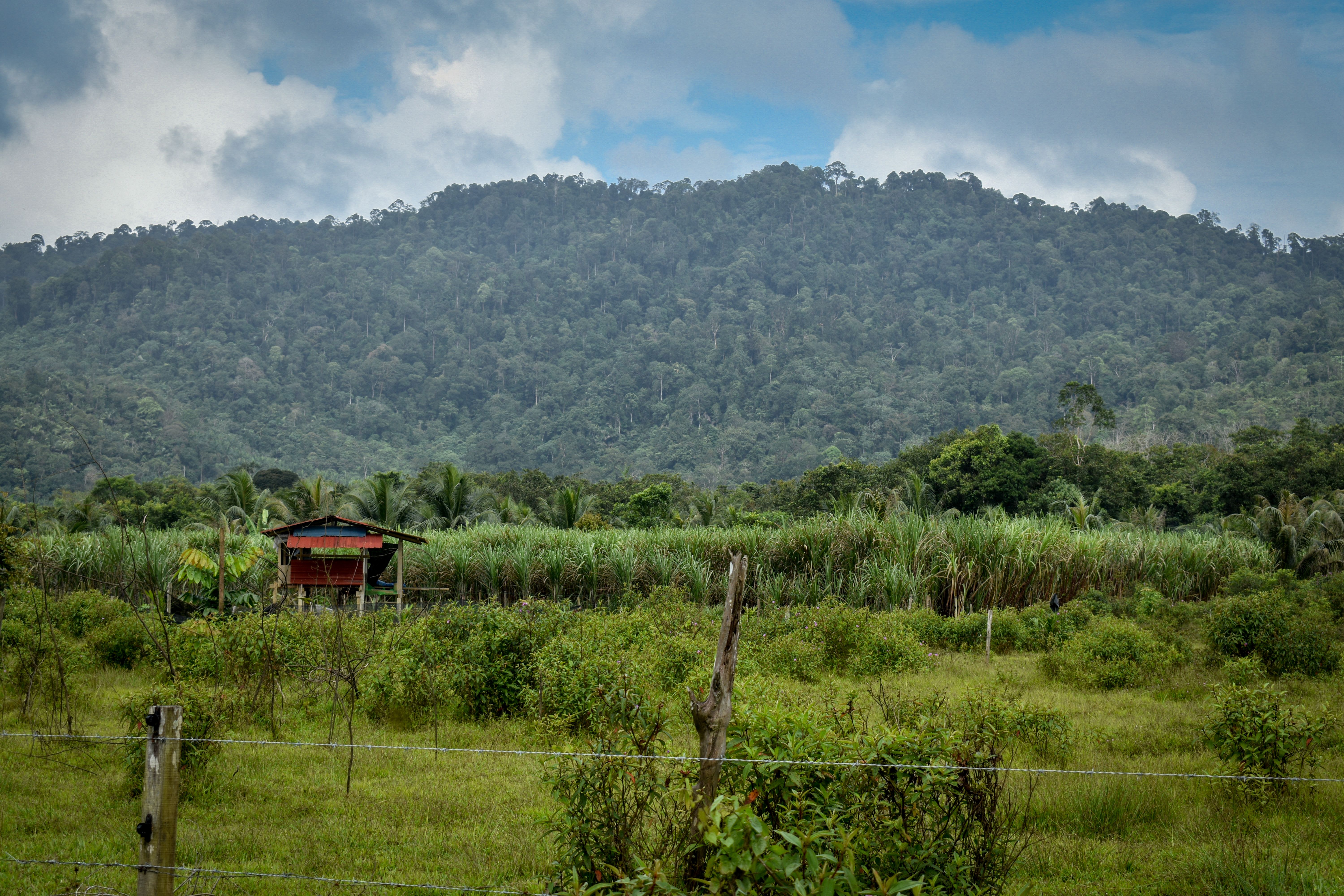 Scenic Rural Landscape with Lush Greenery and Mountains · Free Stock Photo