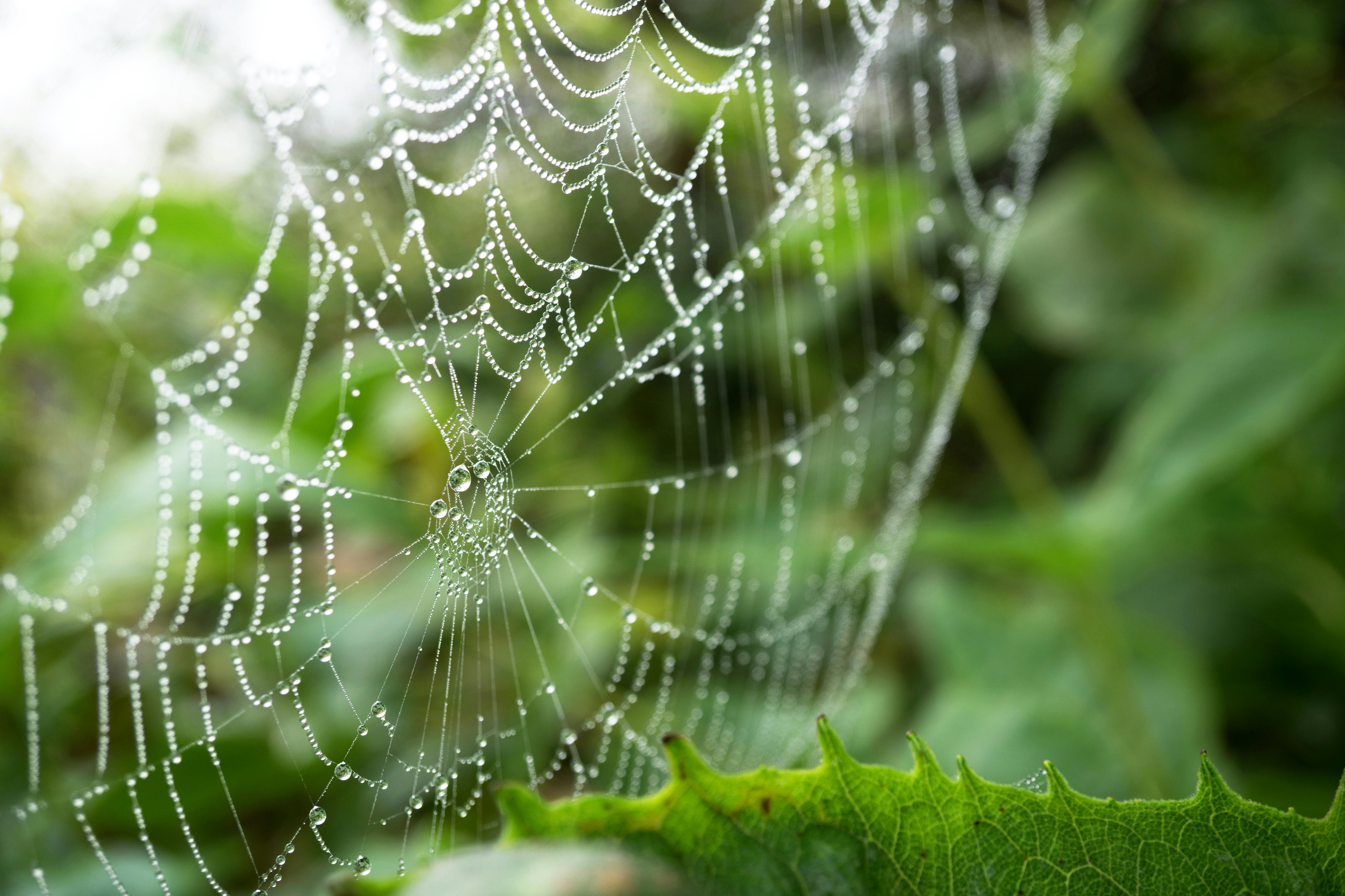 Close-up of Spider Web with Dew in Nature · Free Stock Photo