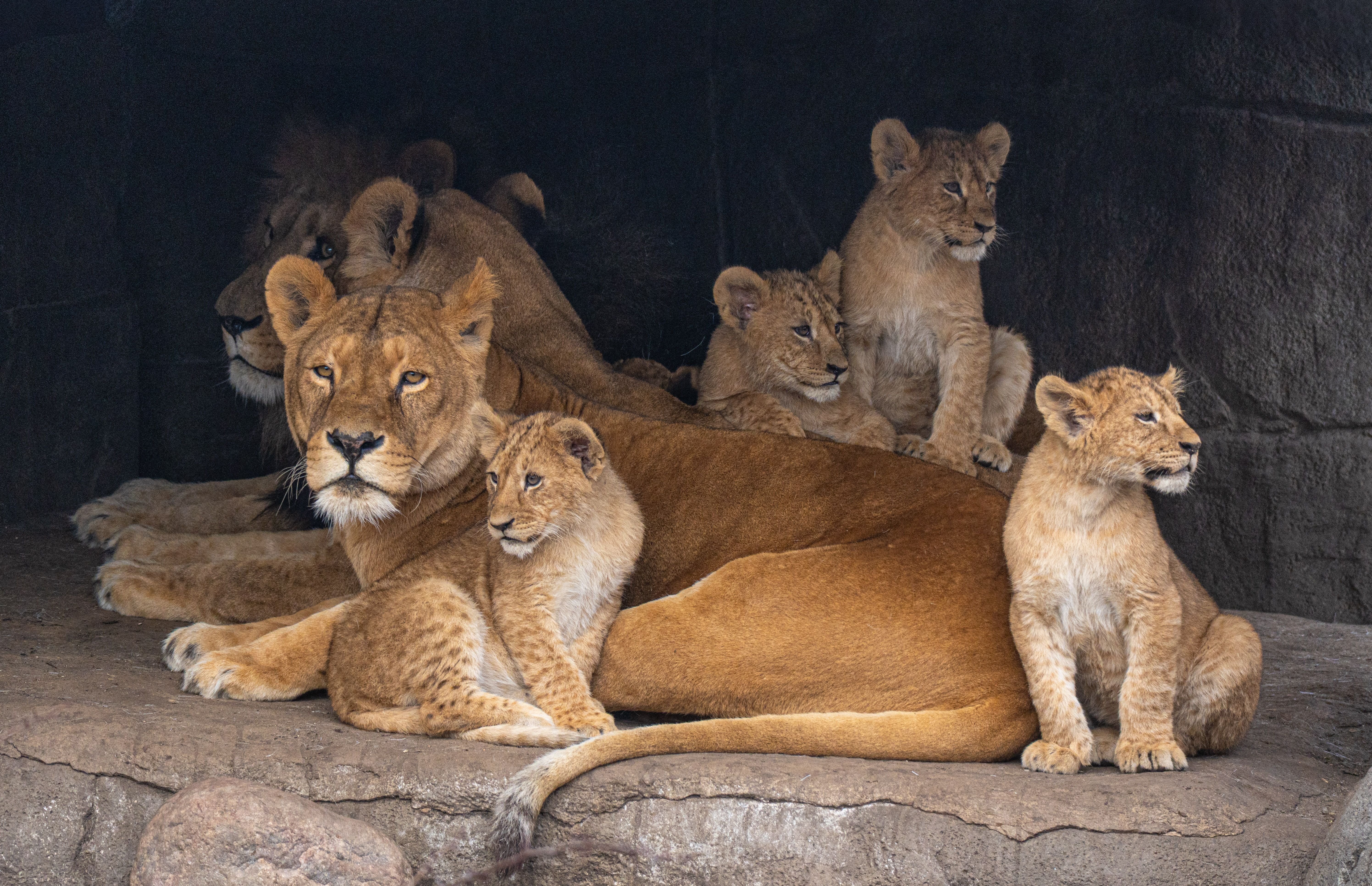 Lion Family Resting Together at Copenhagen Zoo · Free Stock Photo