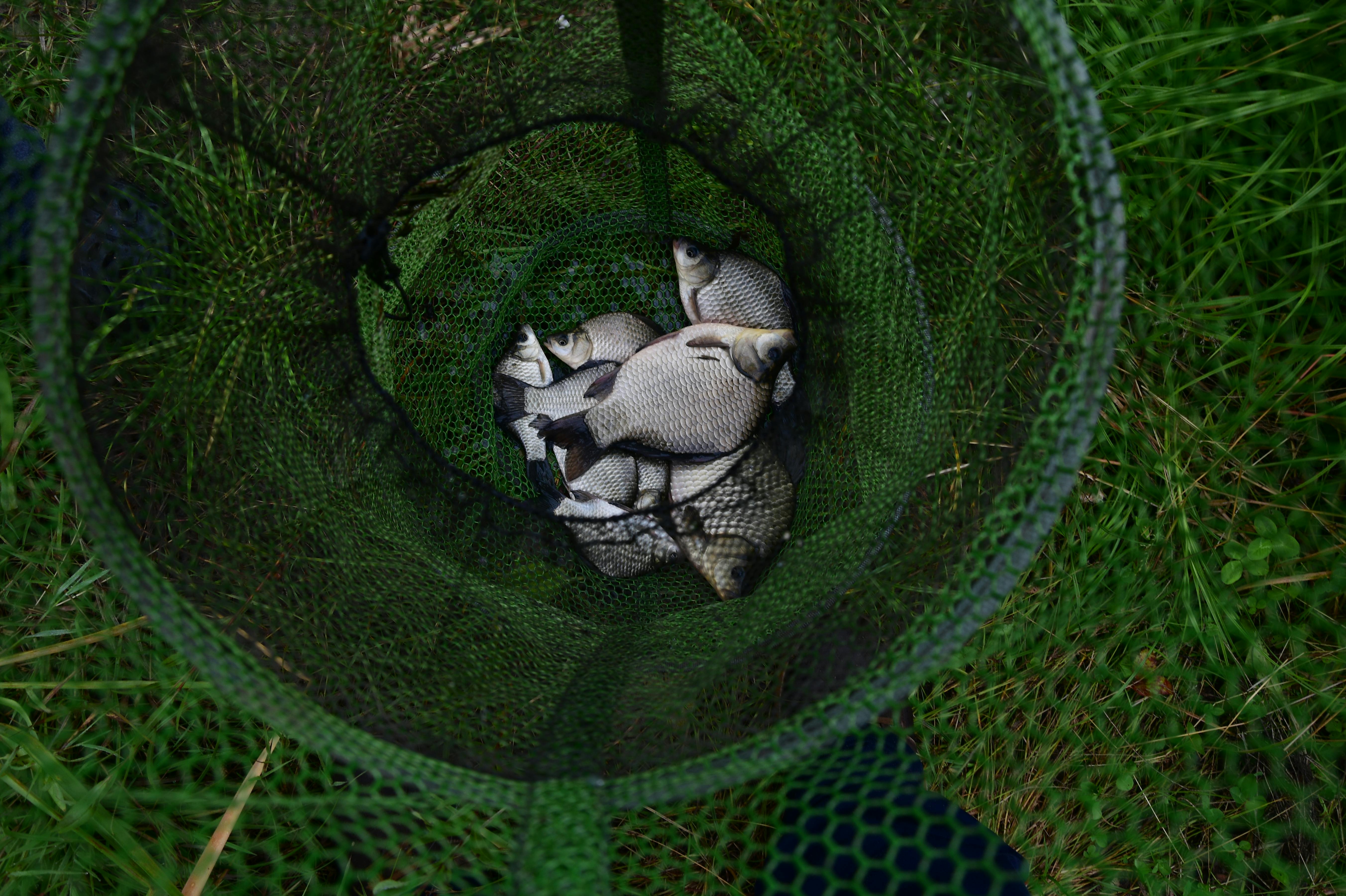 Fish Through Net Photos, Download The BEST Free Fish Through Net Stock ...