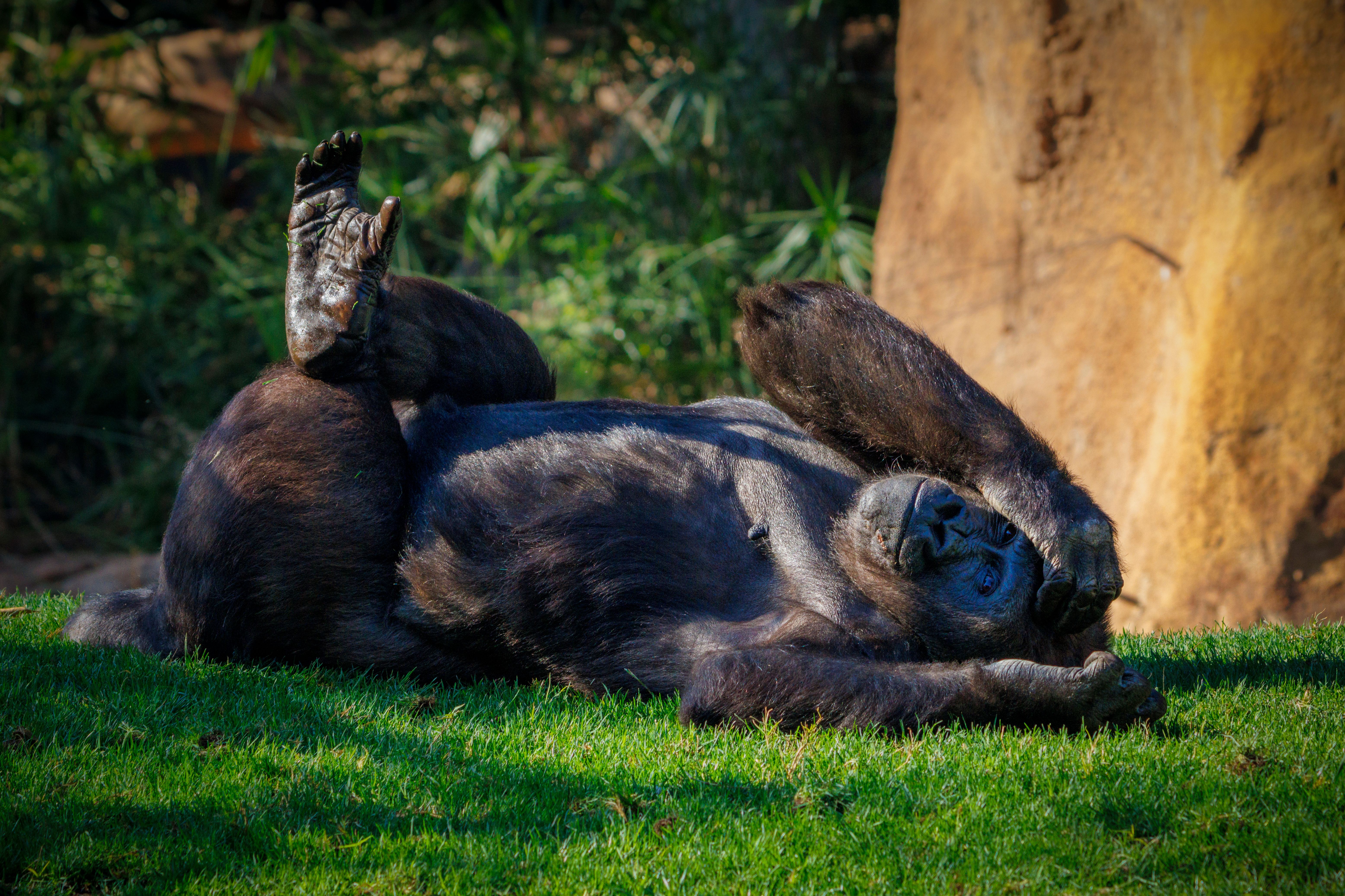 Playful Gorilla Relaxing on Grass in Sunlight · Free Stock Photo