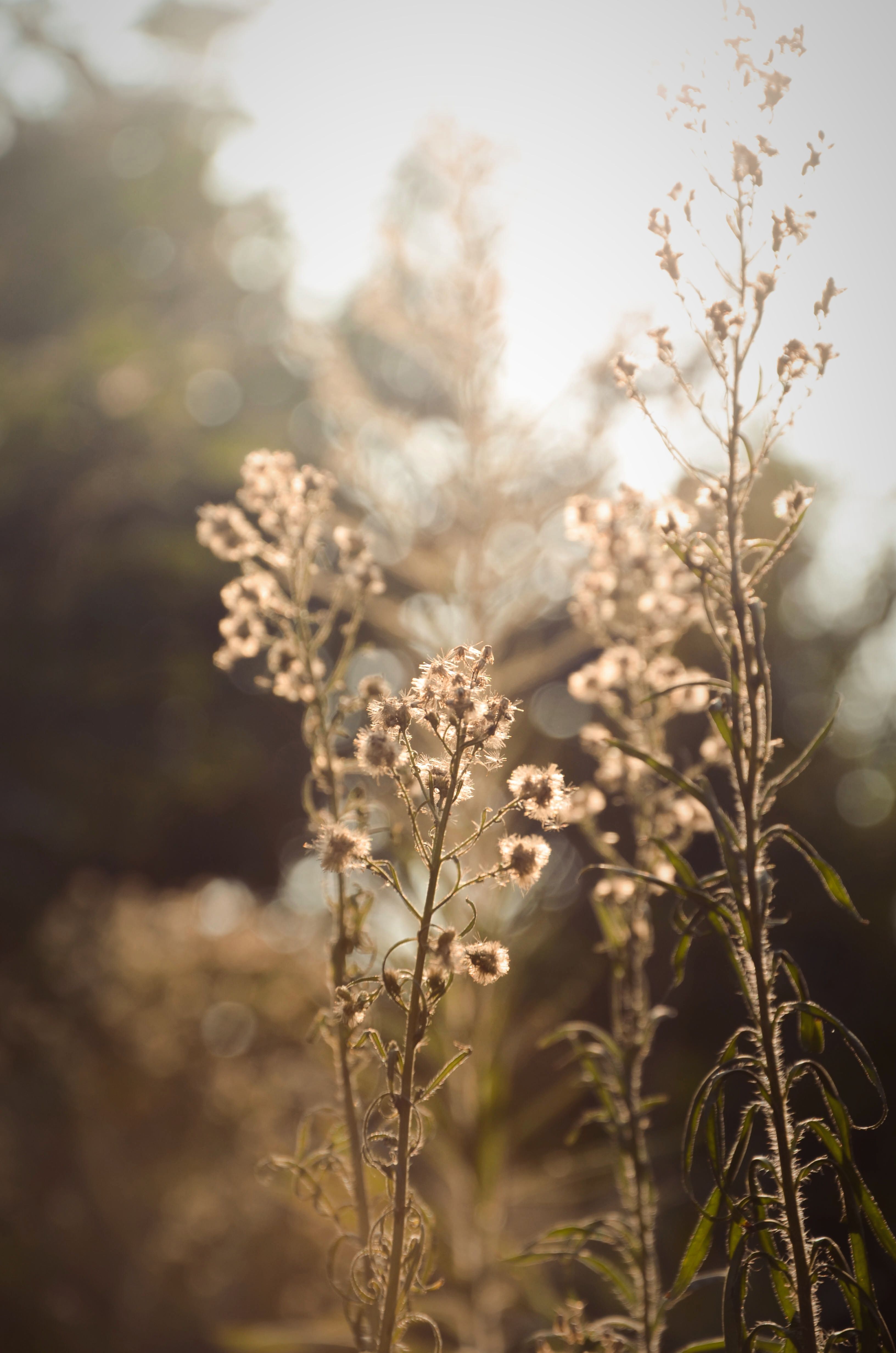 Plants No Background Photos, Download The BEST Free Plants No ...