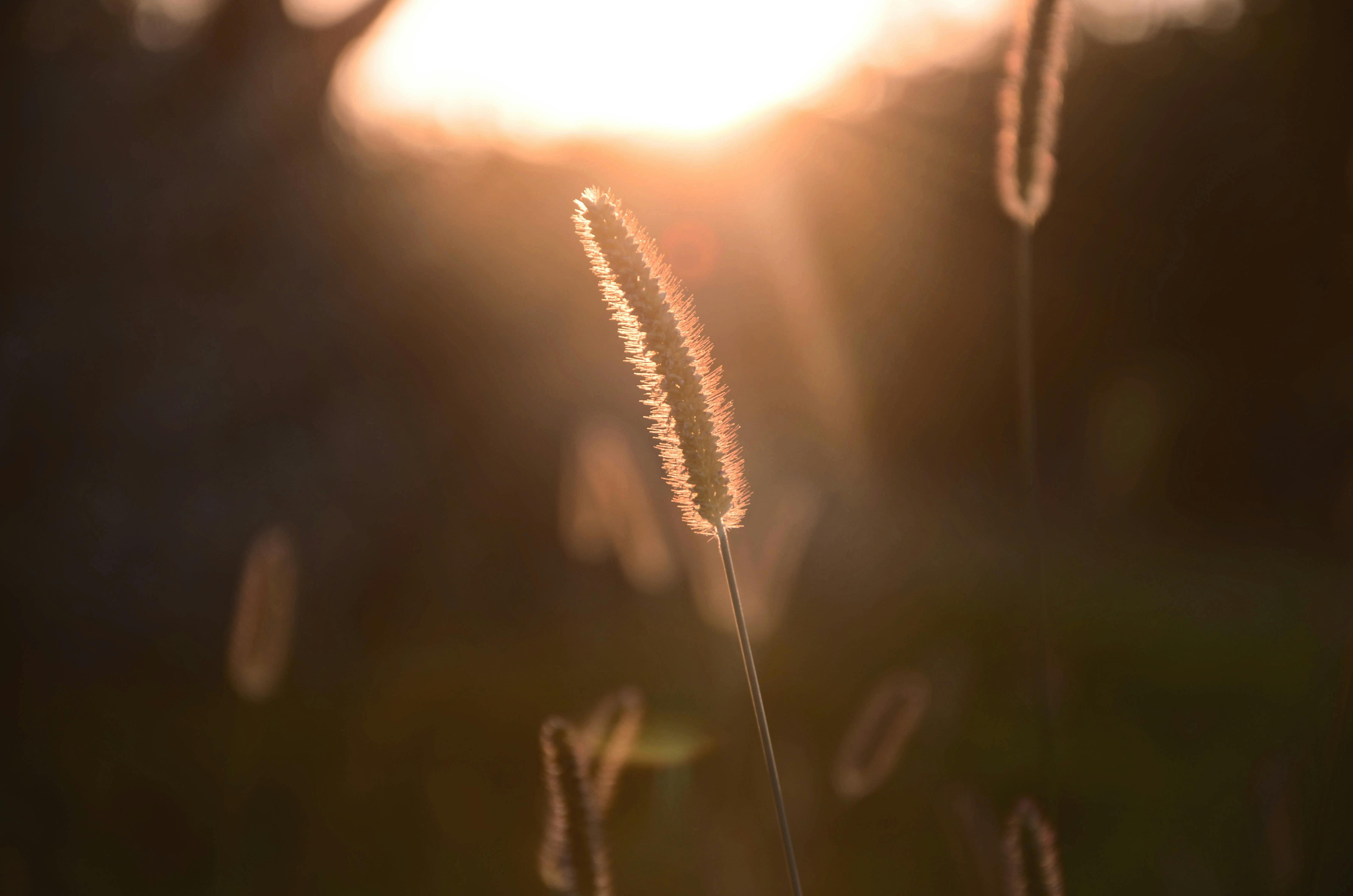 Sun Strong Rays Photos, Download The BEST Free Sun Strong Rays Stock ...