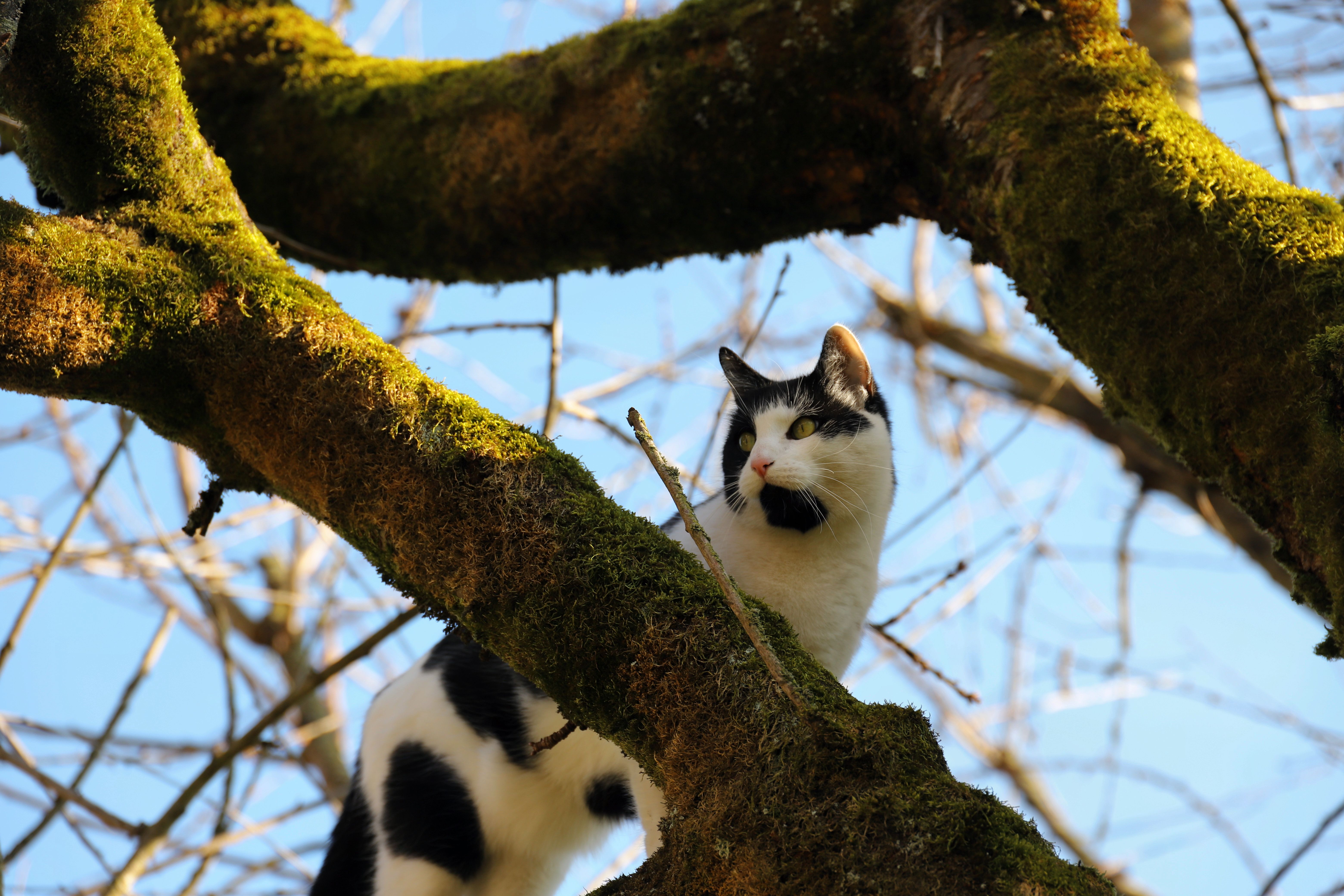 Gato Blanco Y Negro Trepando Un árbol Cubierto De Musgo · Foto de stock ...