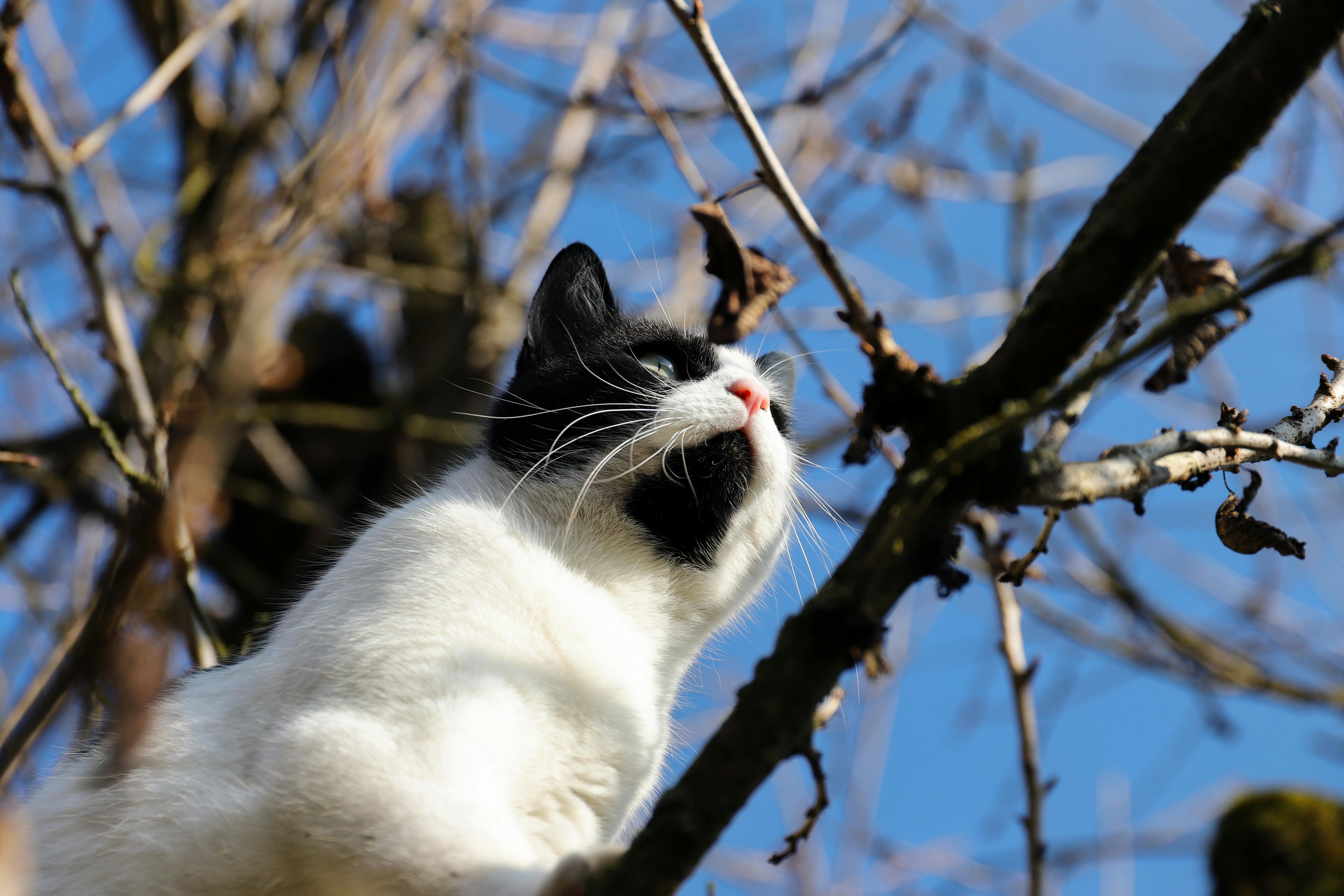 Cat Stuck In Tree Photos, Download The BEST Free Cat Stuck In Tree ...