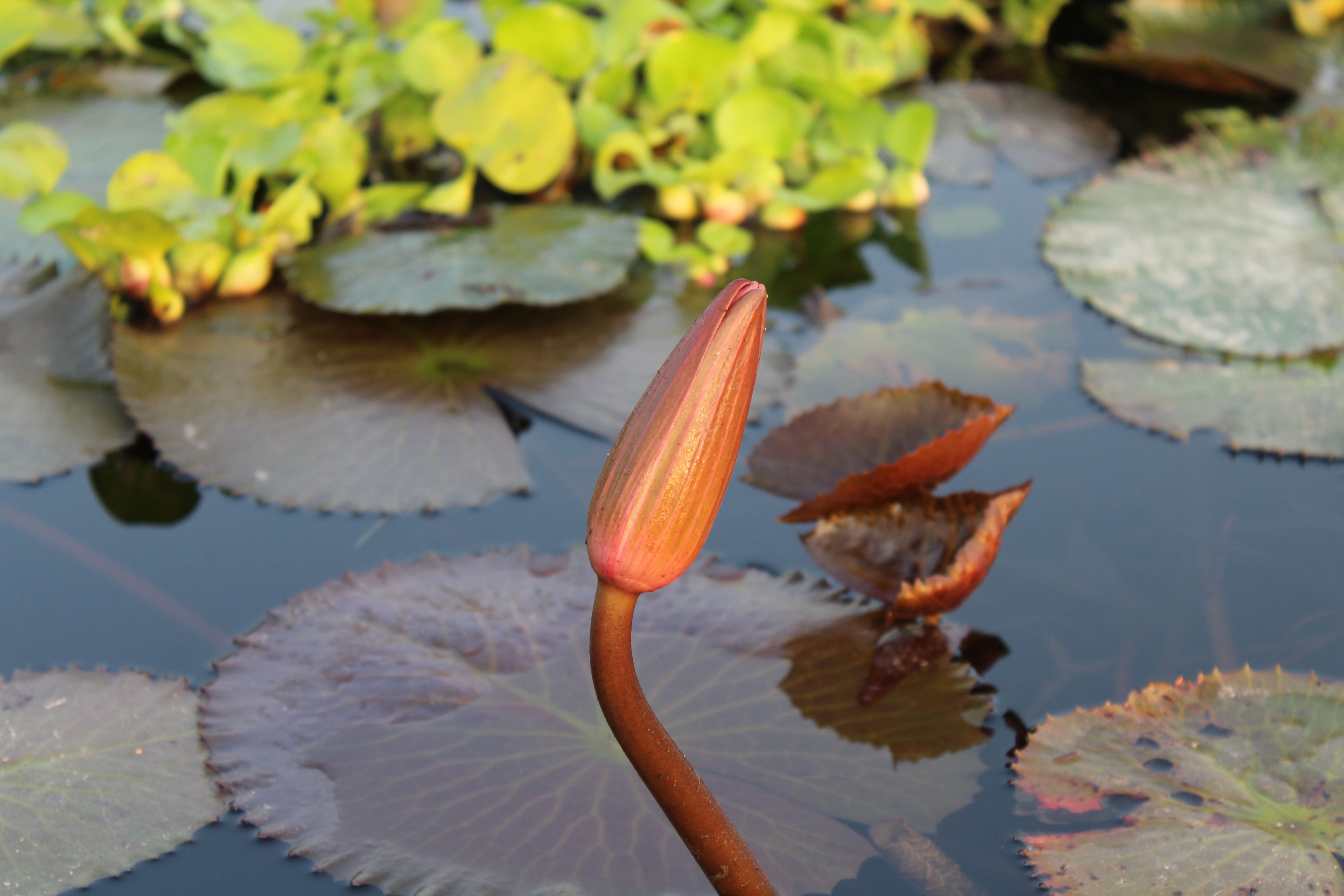 Vibrant Water Lily Bud in Bangladesh · Free Stock Photo